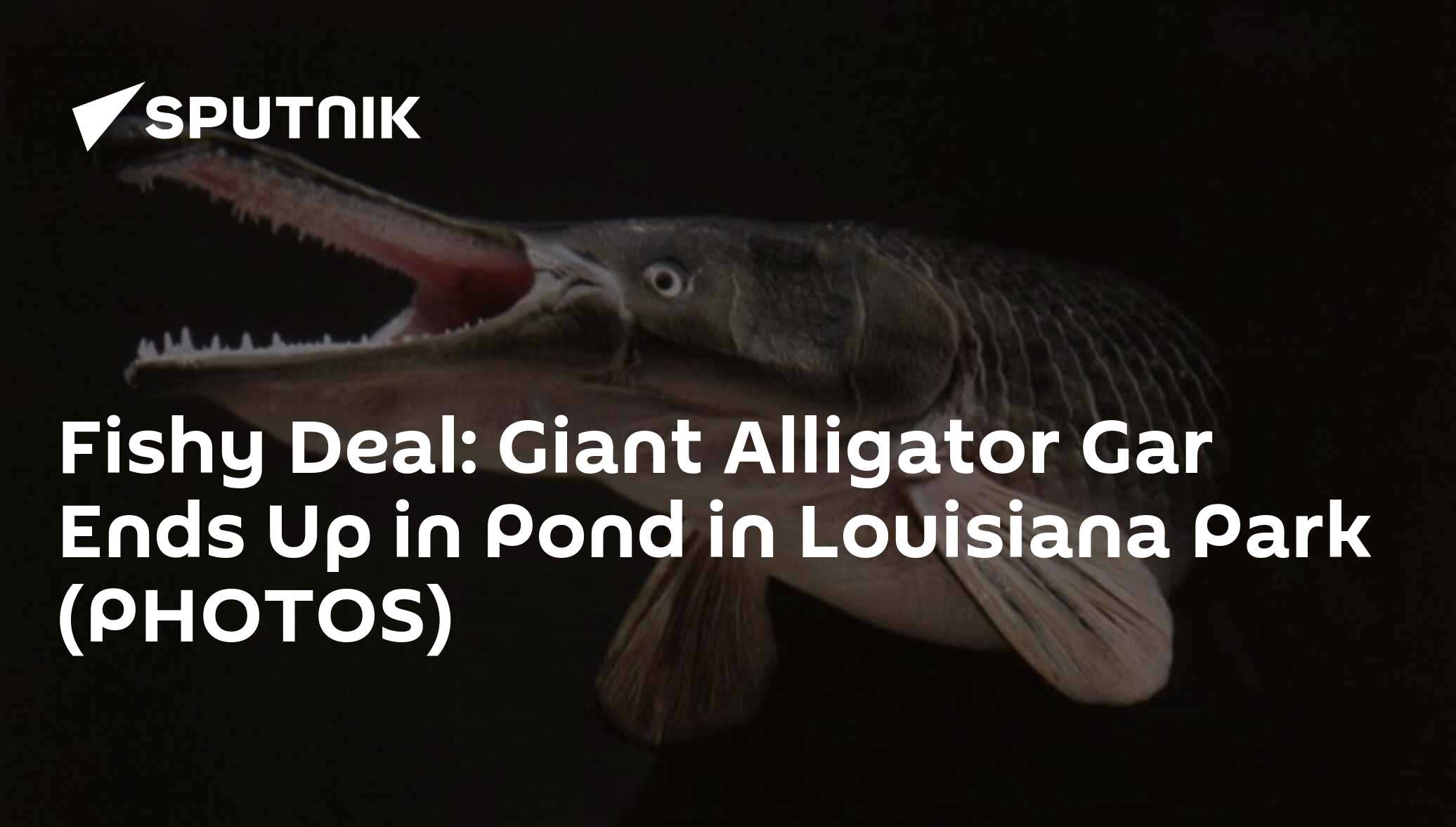 Fishy Deal: Giant Alligator Gar Ends Up in Pond in Louisiana Park ...
