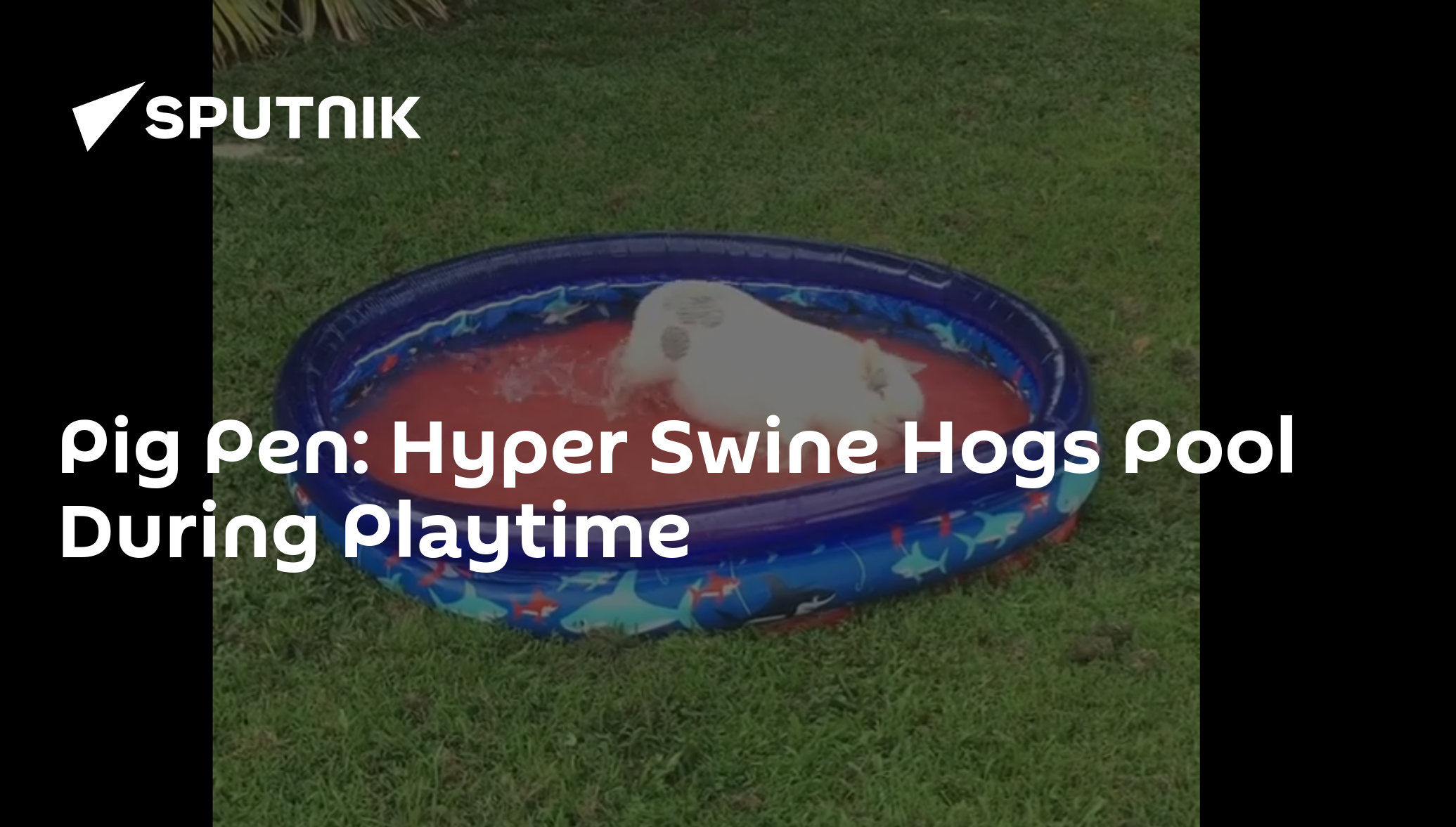 Pig Pen: Hyper Swine Hogs Pool During Playtime - 12.03.2019, Sputnik ...