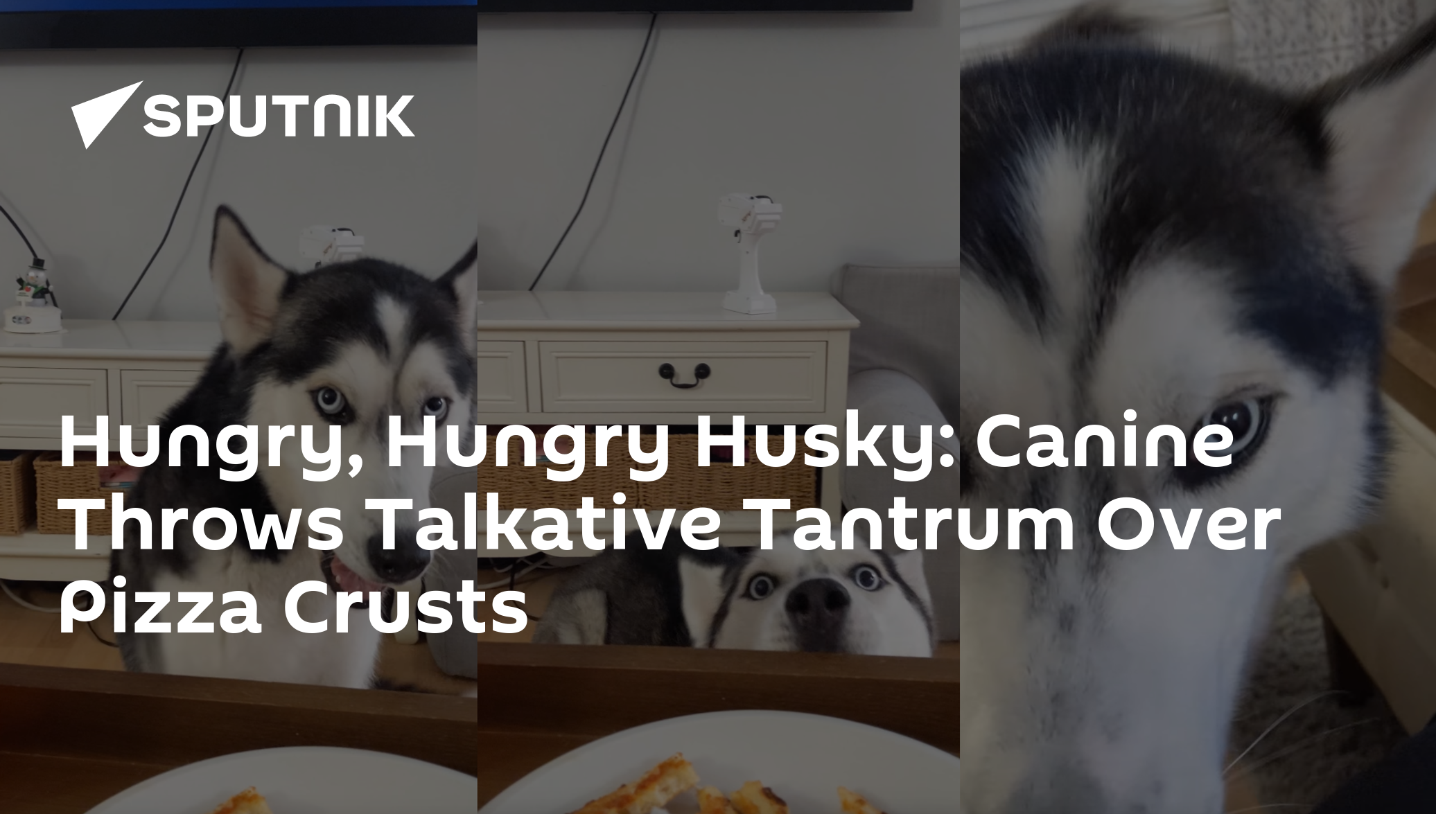 Hungry, Hungry Husky: Canine Throws Talkative Tantrum Over Pizza Crusts ...