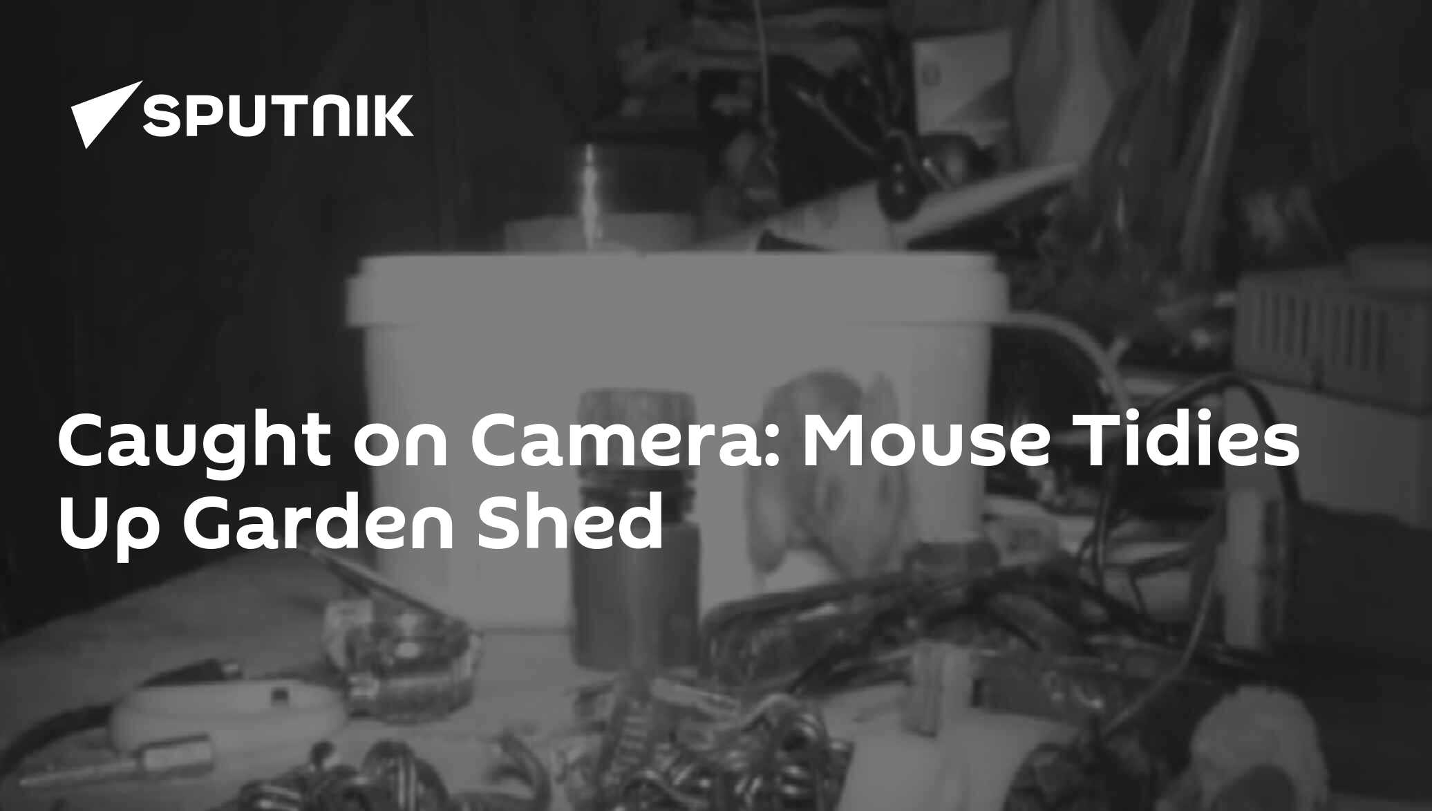 Caught on Camera: Mouse Tidies Up Garden Shed - 22.03.2019, Sputnik ...