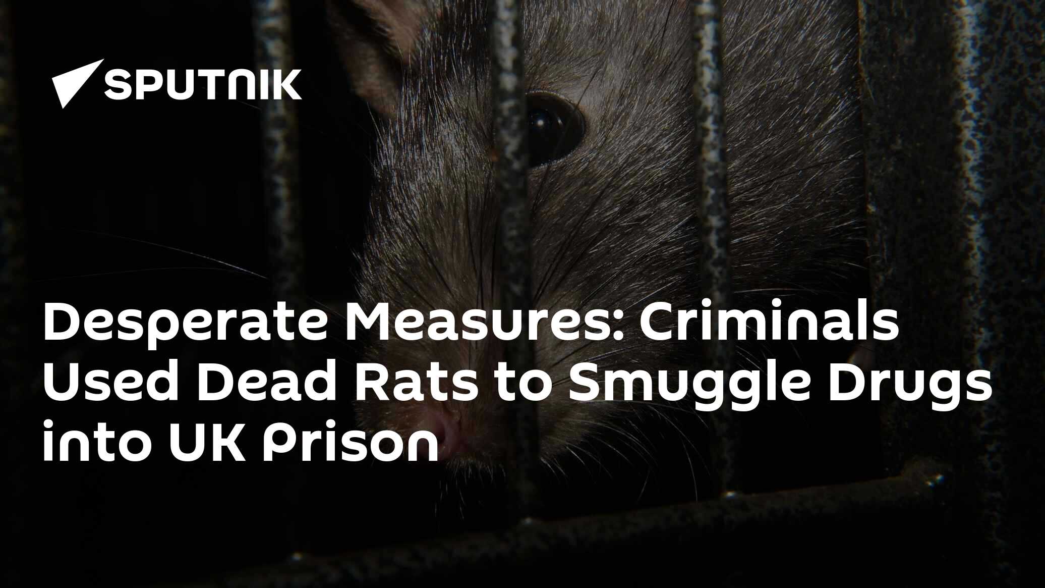 Desperate Measures: Criminals Used Dead Rats to Smuggle Drugs into UK ...