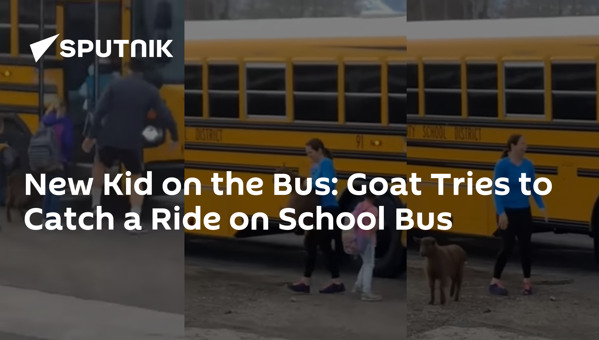 New Kid on the Bus: Goat Tries to Catch a Ride on School Bus - 29.03. ...