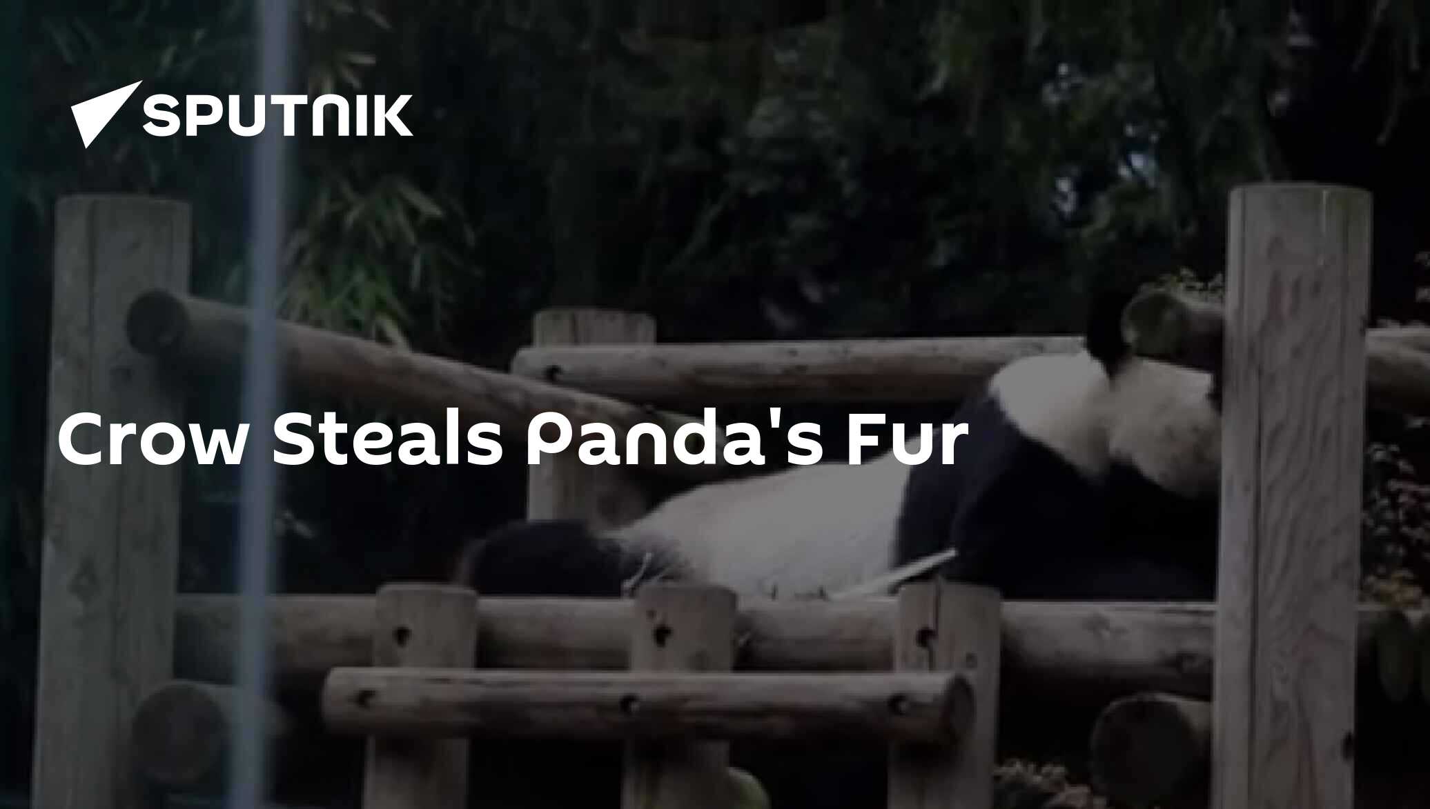 Crow Steals Panda's Fur - 31.03.2019, Sputnik International