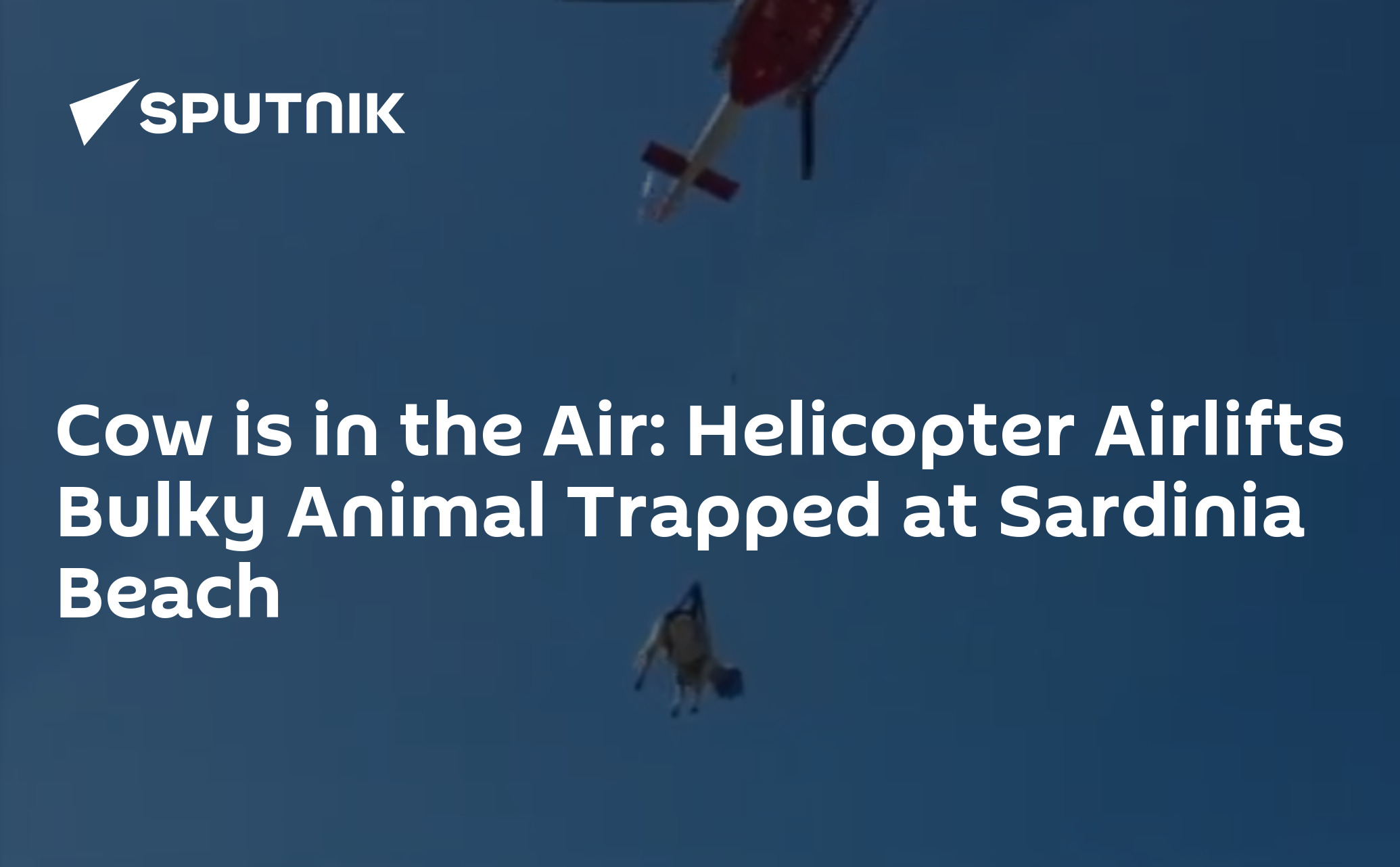 Cow is in the Air: Helicopter Airlifts Bulky Animal Trapped at Sardinia ...
