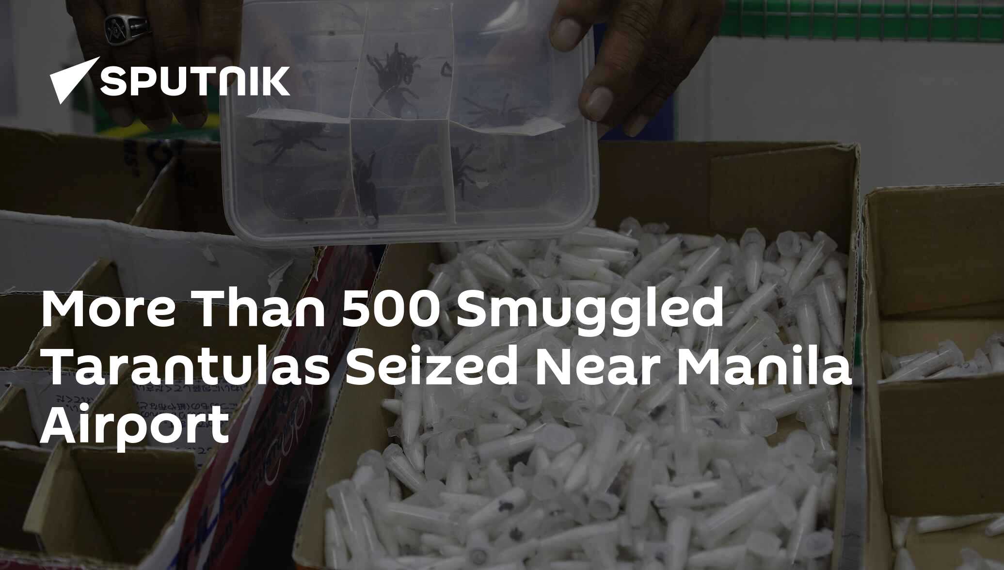 More Than 500 Smuggled Tarantulas Seized Near Manila Airport - 03.04. ...
