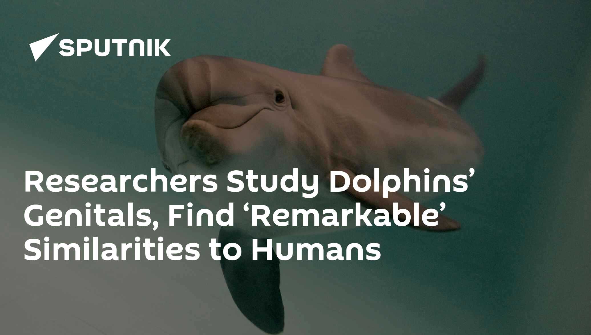Researchers Study Dolphins’ Genitals, Find ‘Remarkable’ Similarities to ...