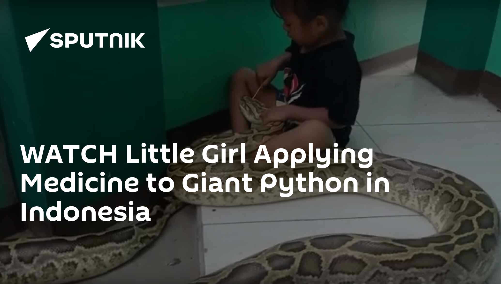 WATCH Little Girl Applying Medicine to Giant Python in Indonesia - 12. ...
