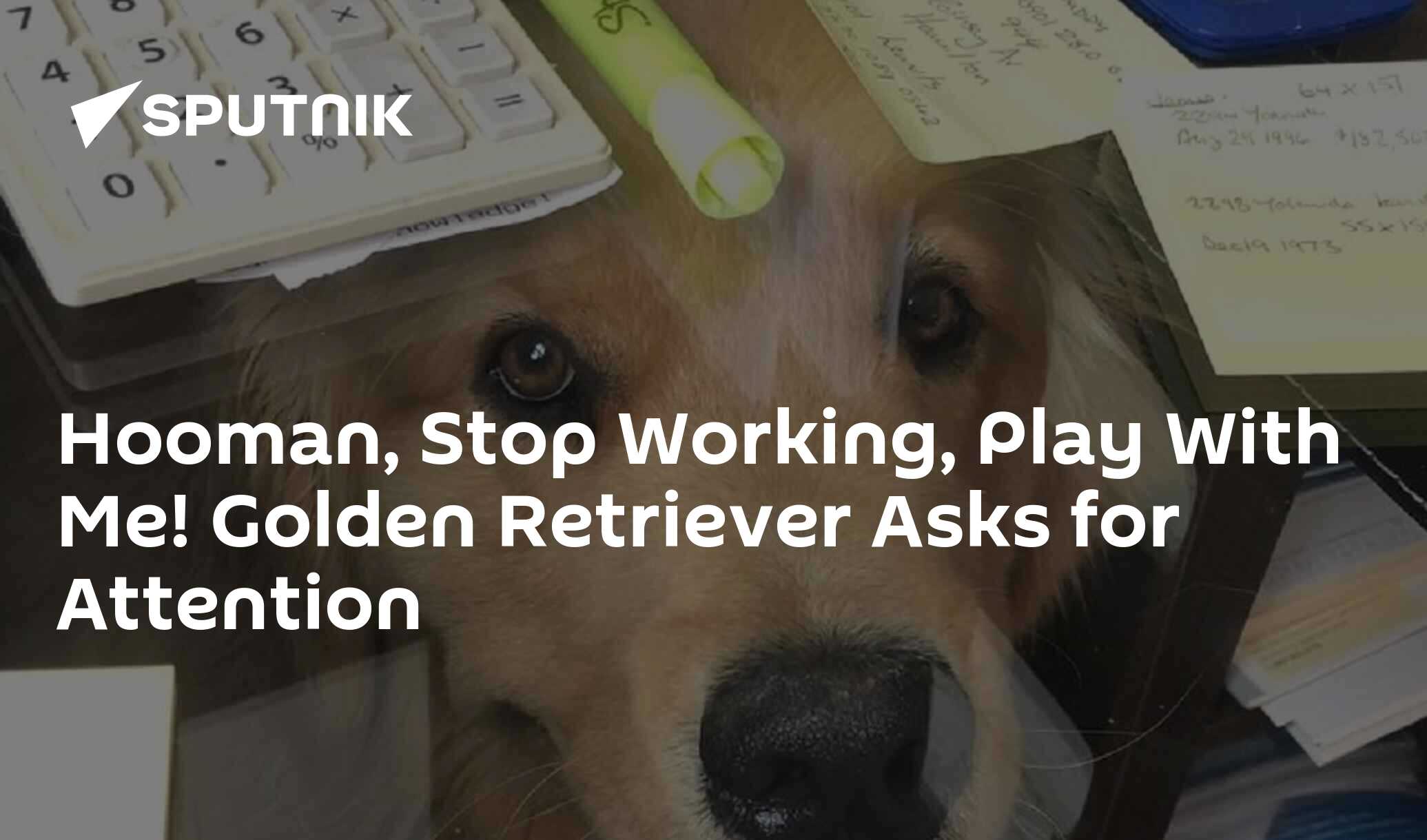 Hooman, Stop Working, Play With Me! Golden Retriever Asks for Attention ...