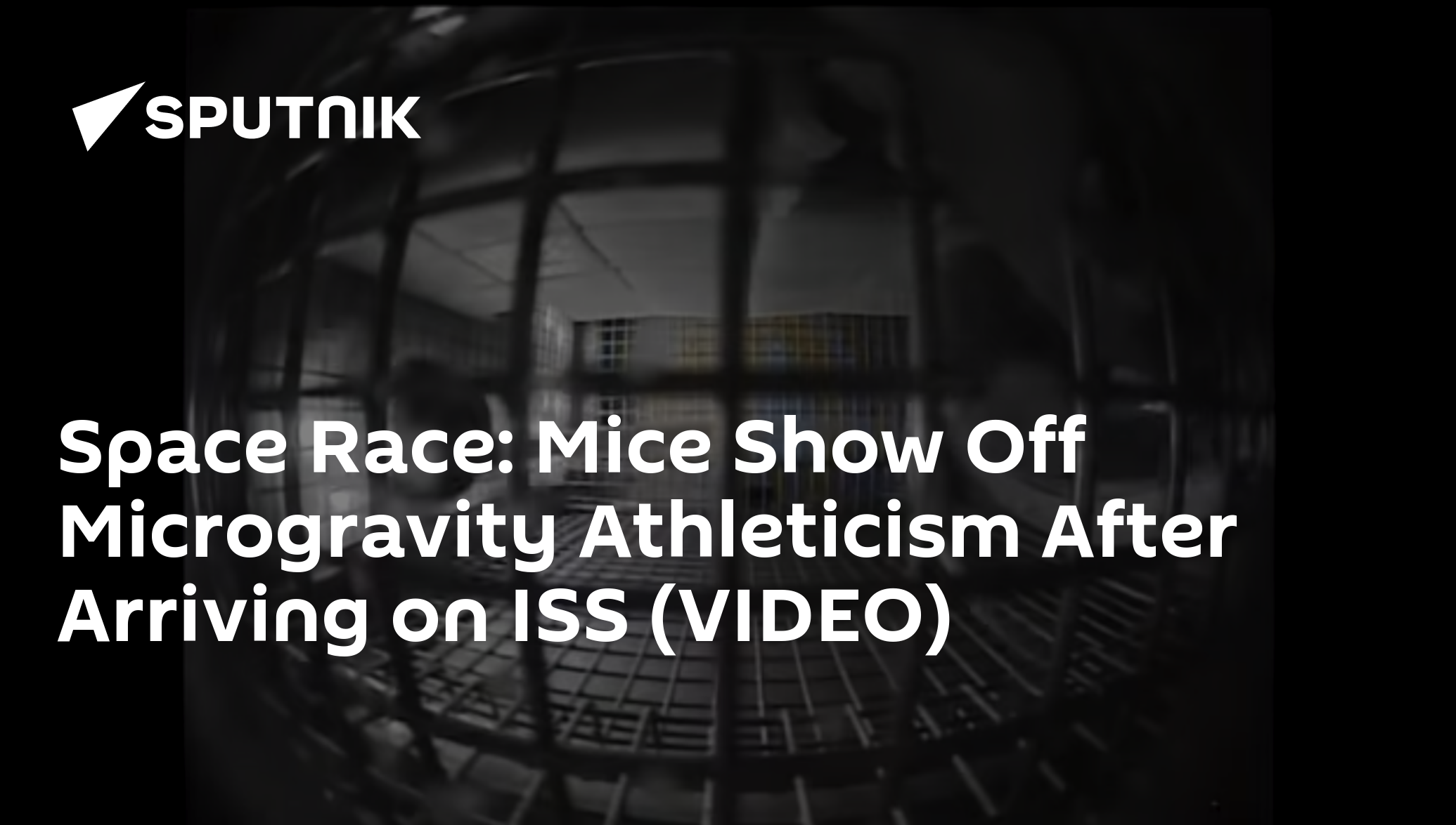 Space Race: Mice Show Off Microgravity Athleticism After Arriving on ...