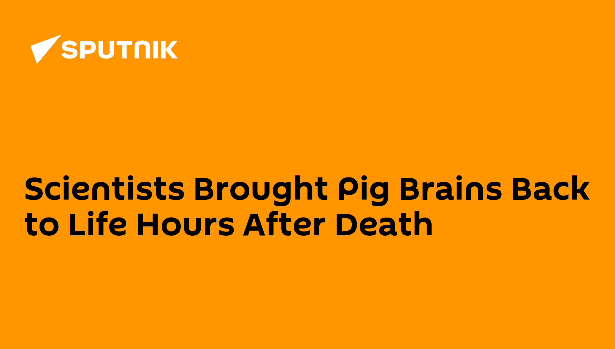 Scientists Brought Pig Brains Back to Life Hours After Death - 18.04. ...