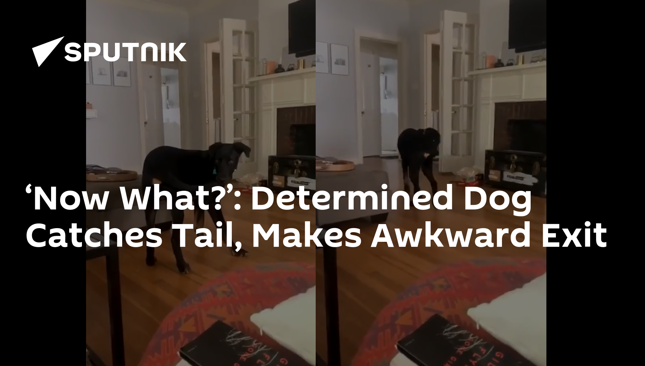 ‘Now What?’: Determined Dog Catches Tail, Makes Awkward Exit - 23.04. ...