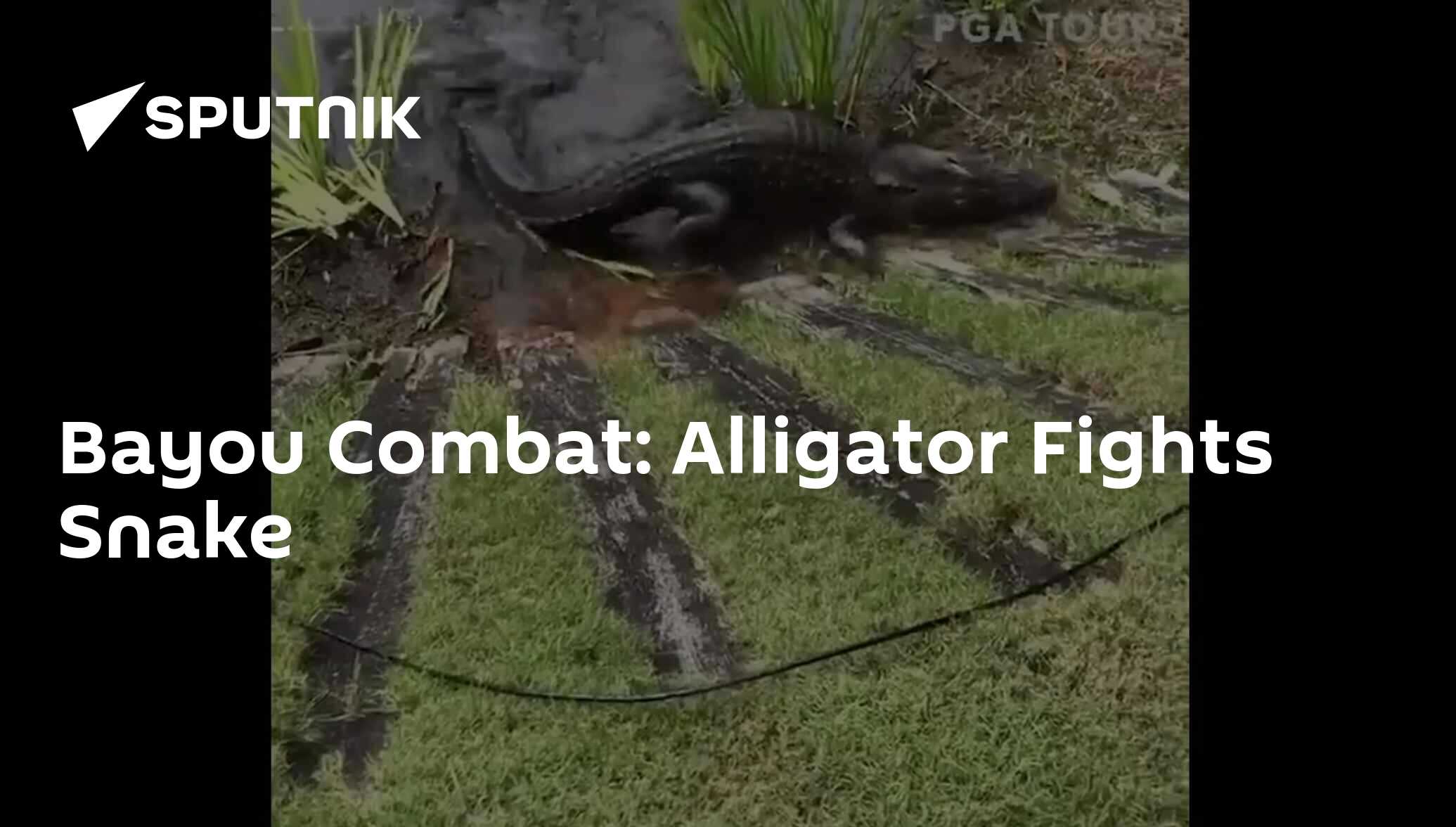 Bayou Combat: Alligator Fights Snake - 26.04.2019, Sputnik International