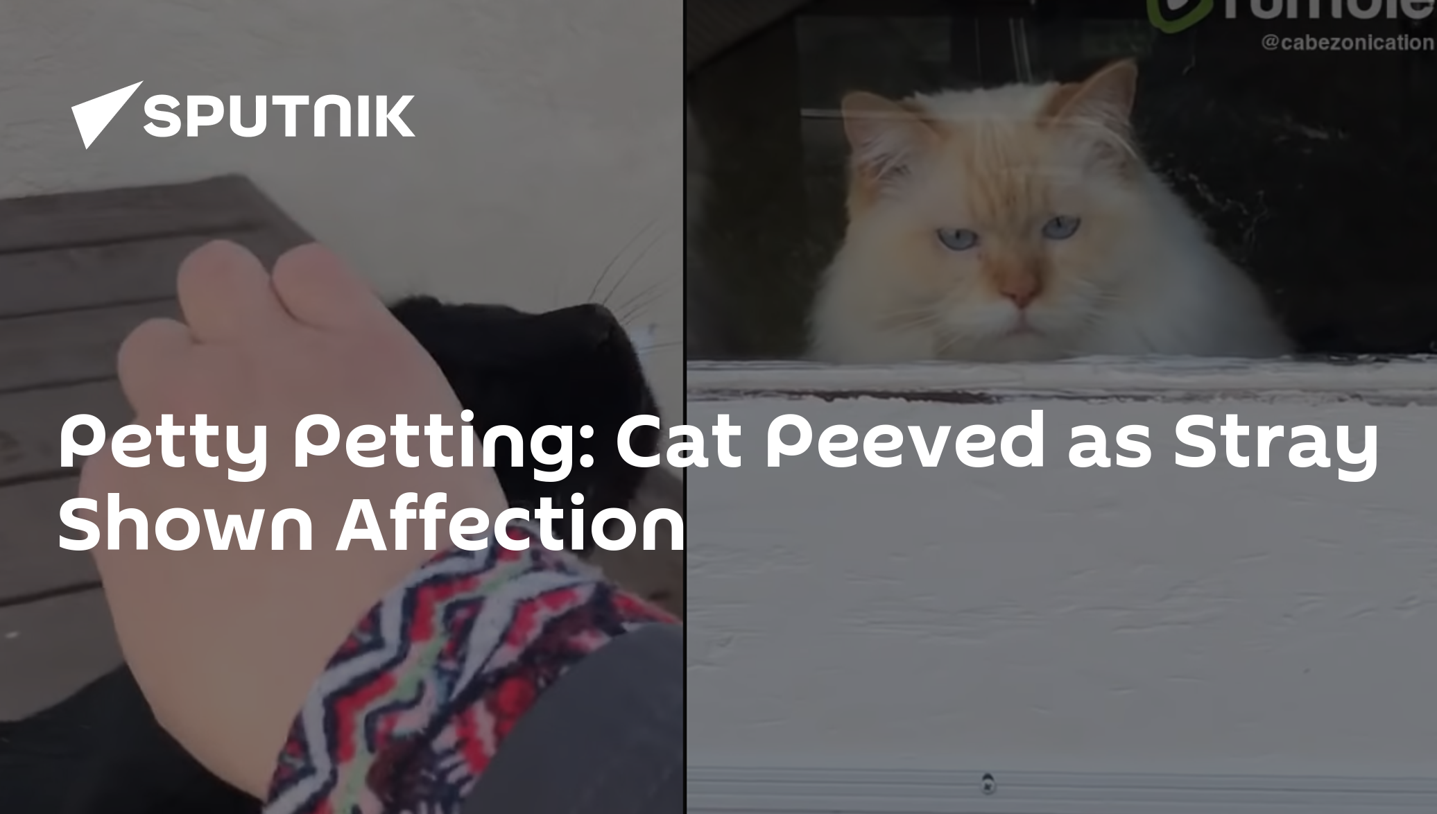 Petty Petting: Cat Peeved as Stray Shown Affection - 07.05.2019 ...