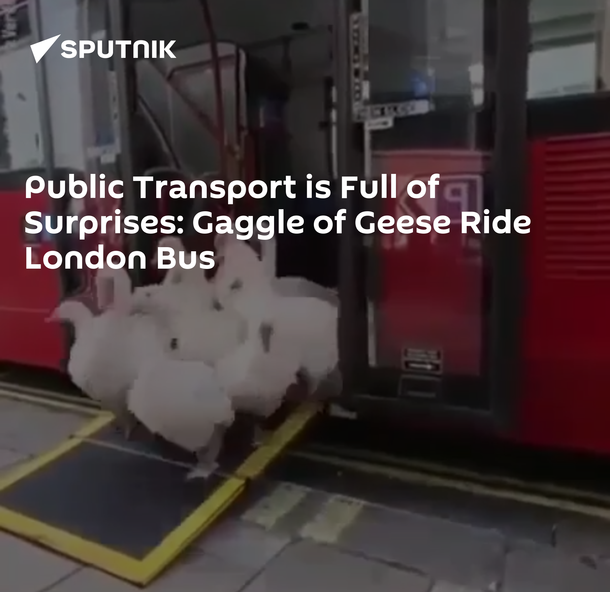 Public Transport is Full of Surprises: Gaggle of Geese Ride London Bus ...