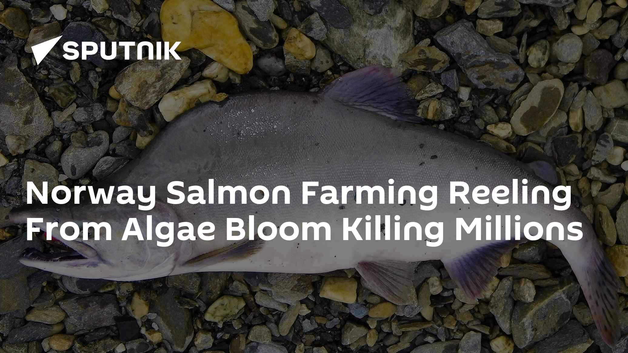 Norway Salmon Farming Reeling From Algae Bloom Killing Millions - 23.05 ...