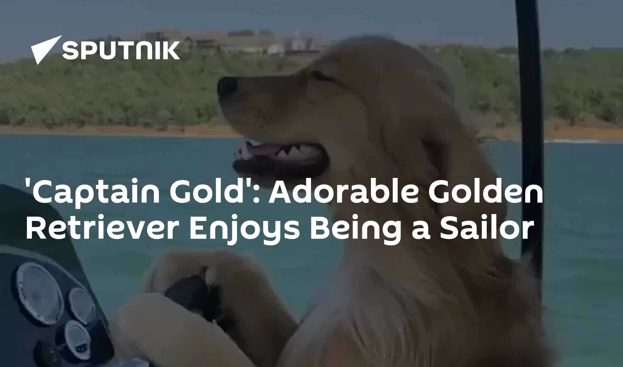 'Captain Gold': Adorable Golden Retriever Enjoys Being a Sailor - 04.06 ...