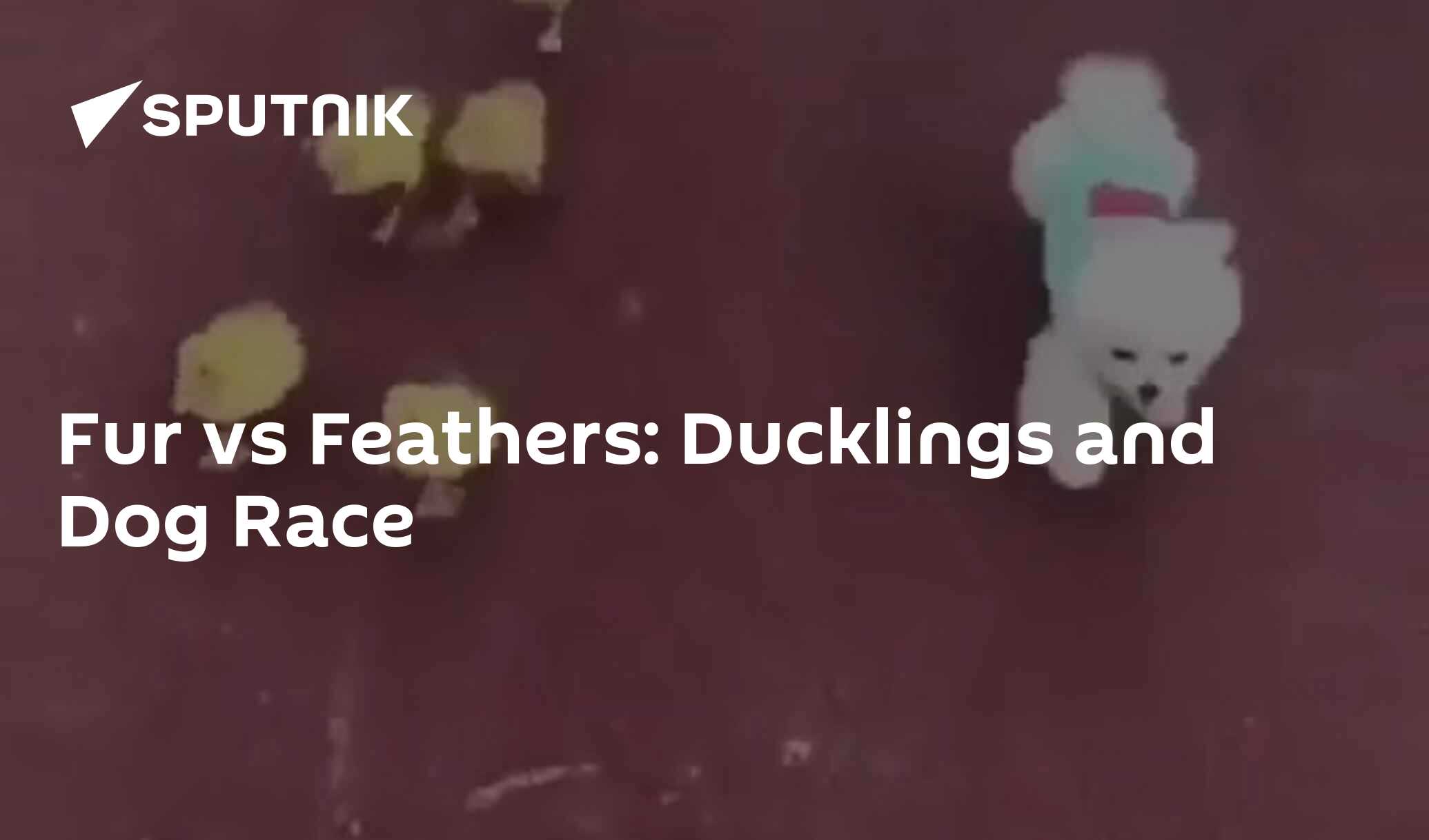 Fur vs Feathers: Ducklings and Dog Race - 04.06.2019, Sputnik International