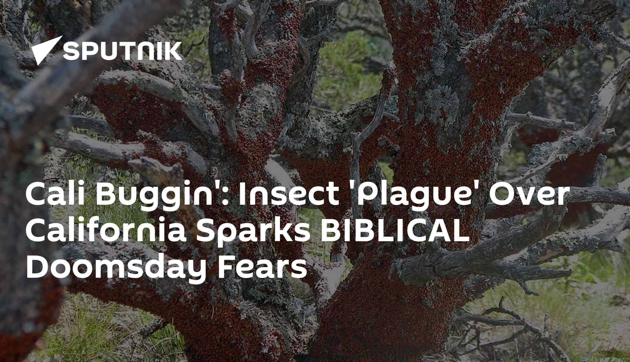 Cali Buggin': Insect 'Plague' Over California Sparks BIBLICAL Doomsday ...
