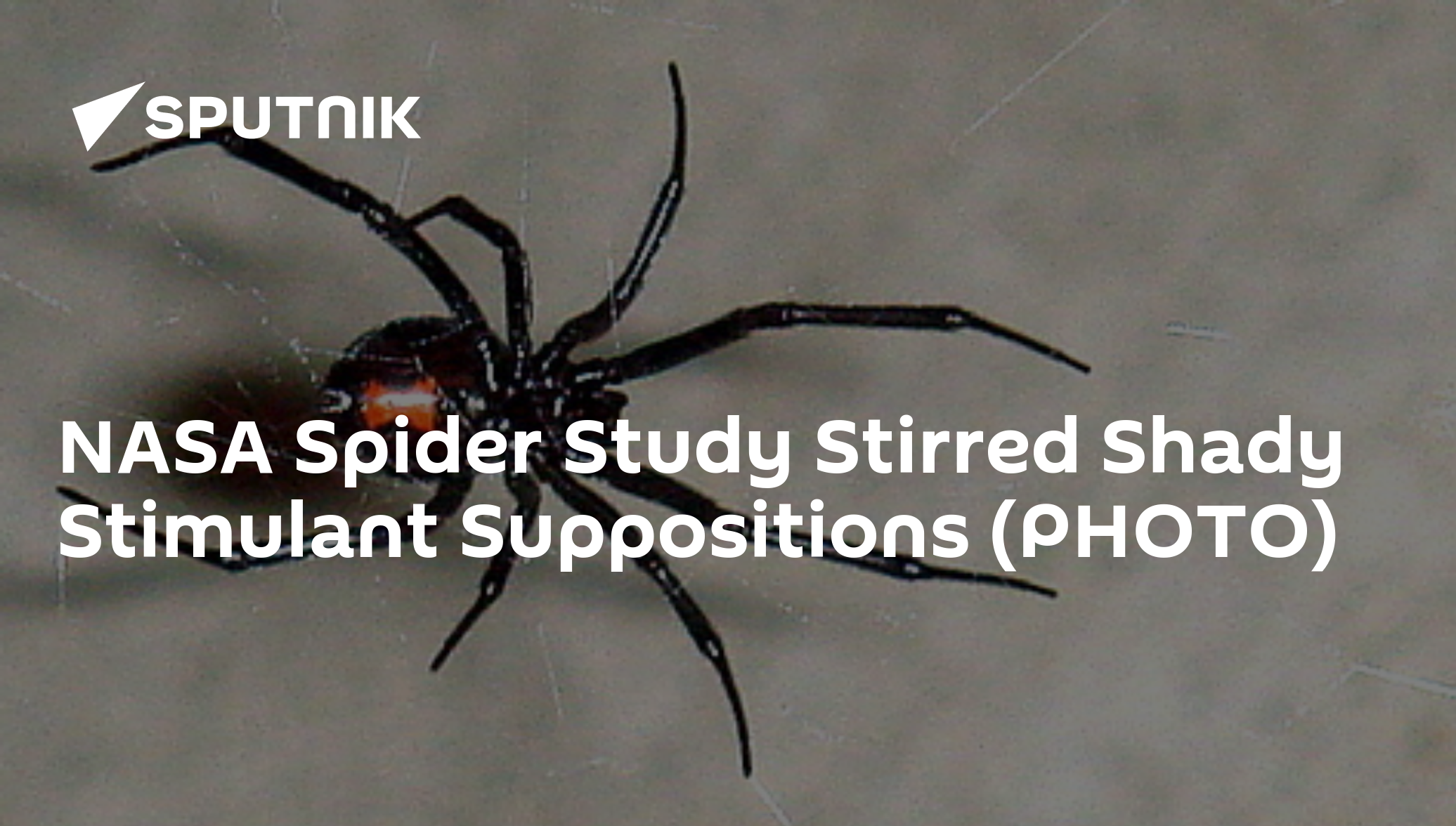NASA Spider Study Stirred Shady Stimulant Suppositions (PHOTO) - 14.06. ...