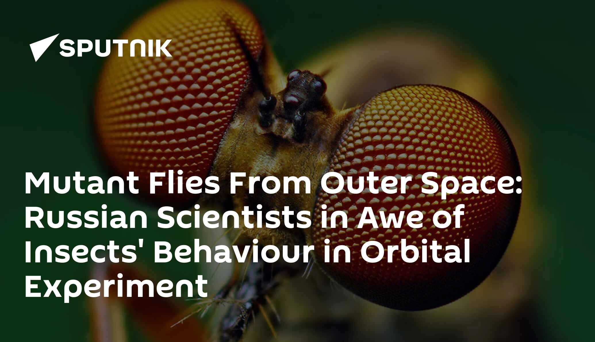 Mutant Flies From Outer Space: Russian Scientists in Awe of Insects ...