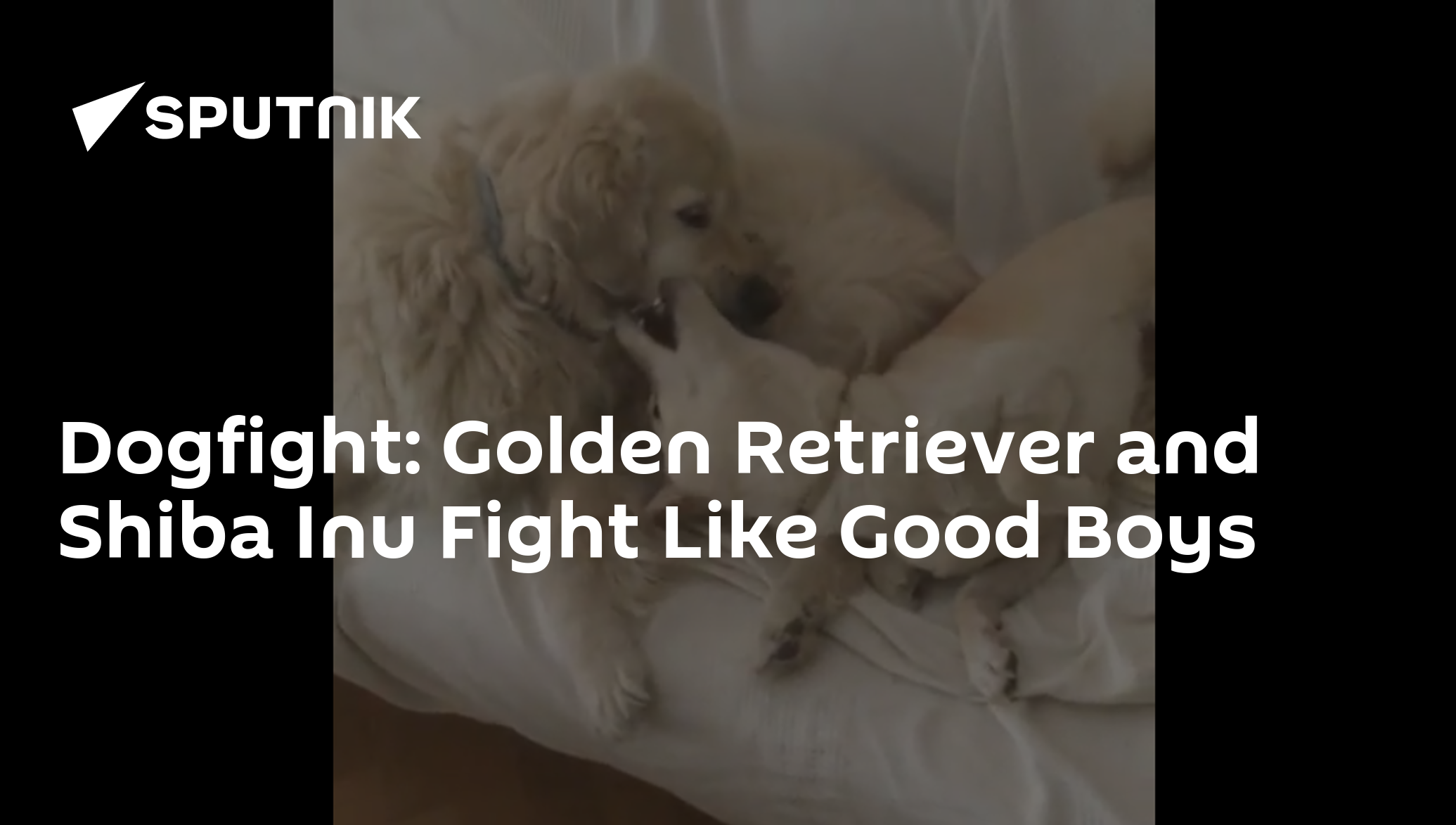 Dogfight: Golden Retriever and Shiba Inu Fight Like Good Boys - 22.06. ...
