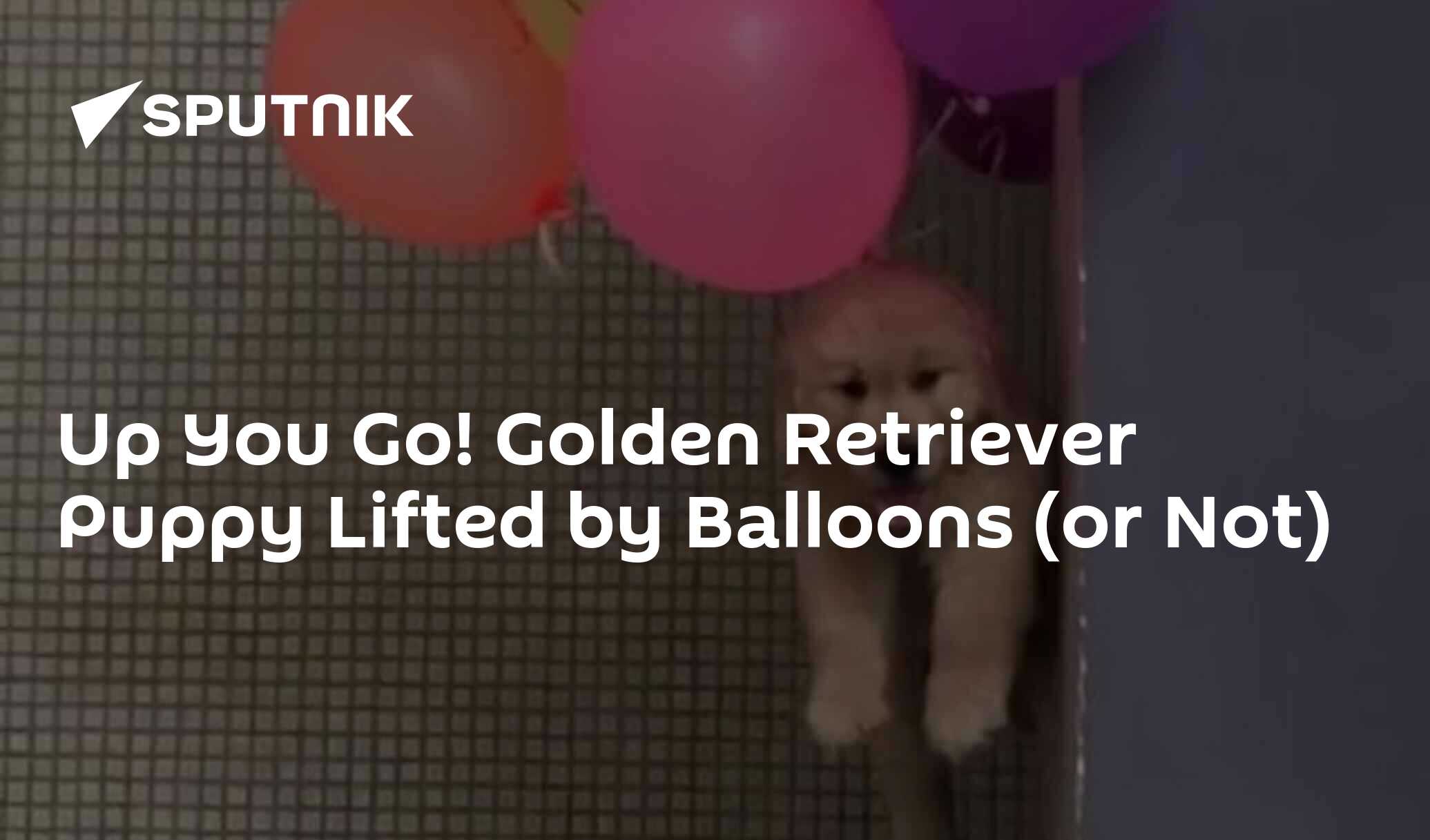 Up You Go! Golden Retriever Puppy Lifted by Balloons (or Not) - 24.06. ...