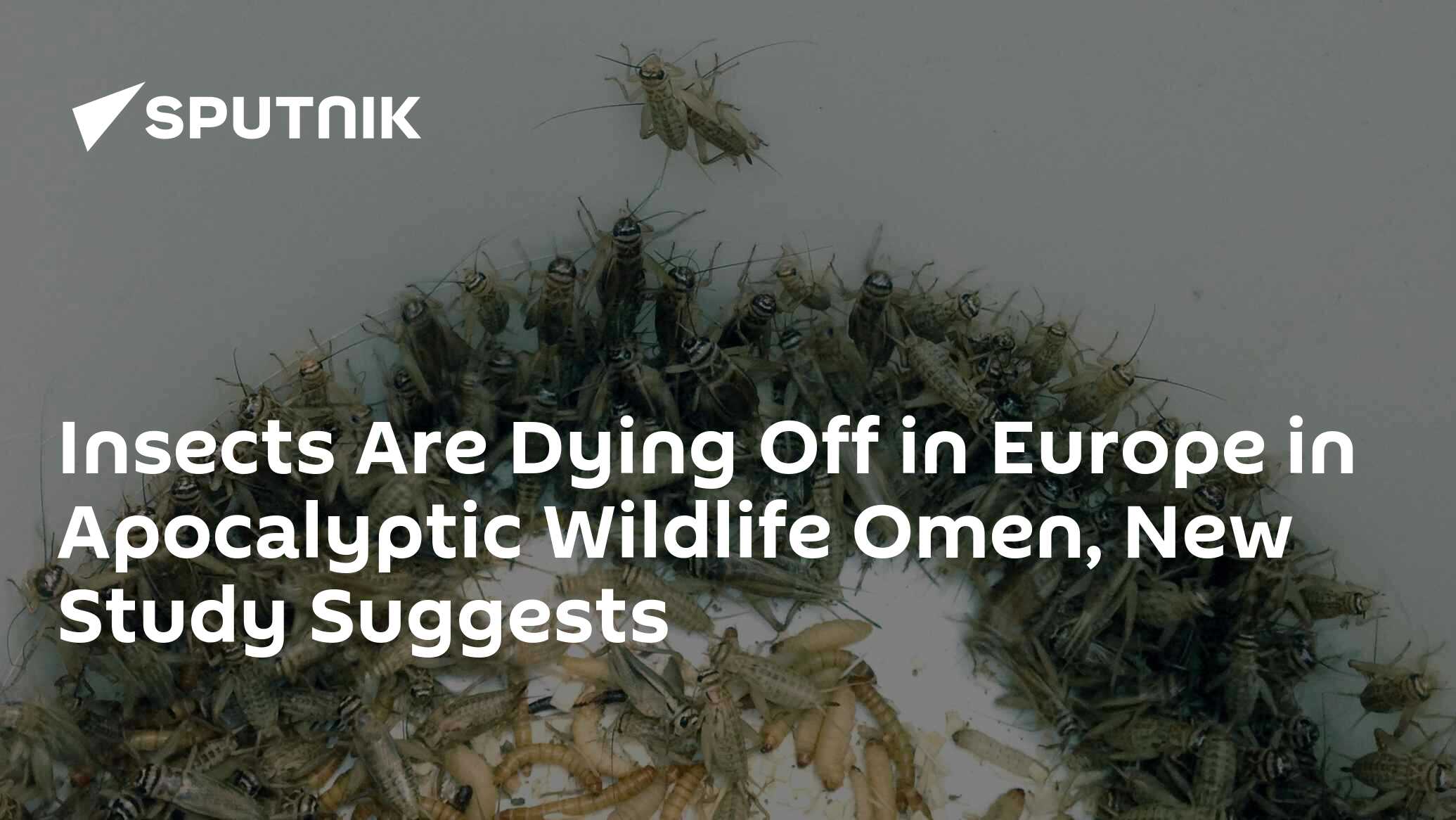 Insects Are Dying Off in Europe in Apocalyptic Wildlife Omen, New Study ...