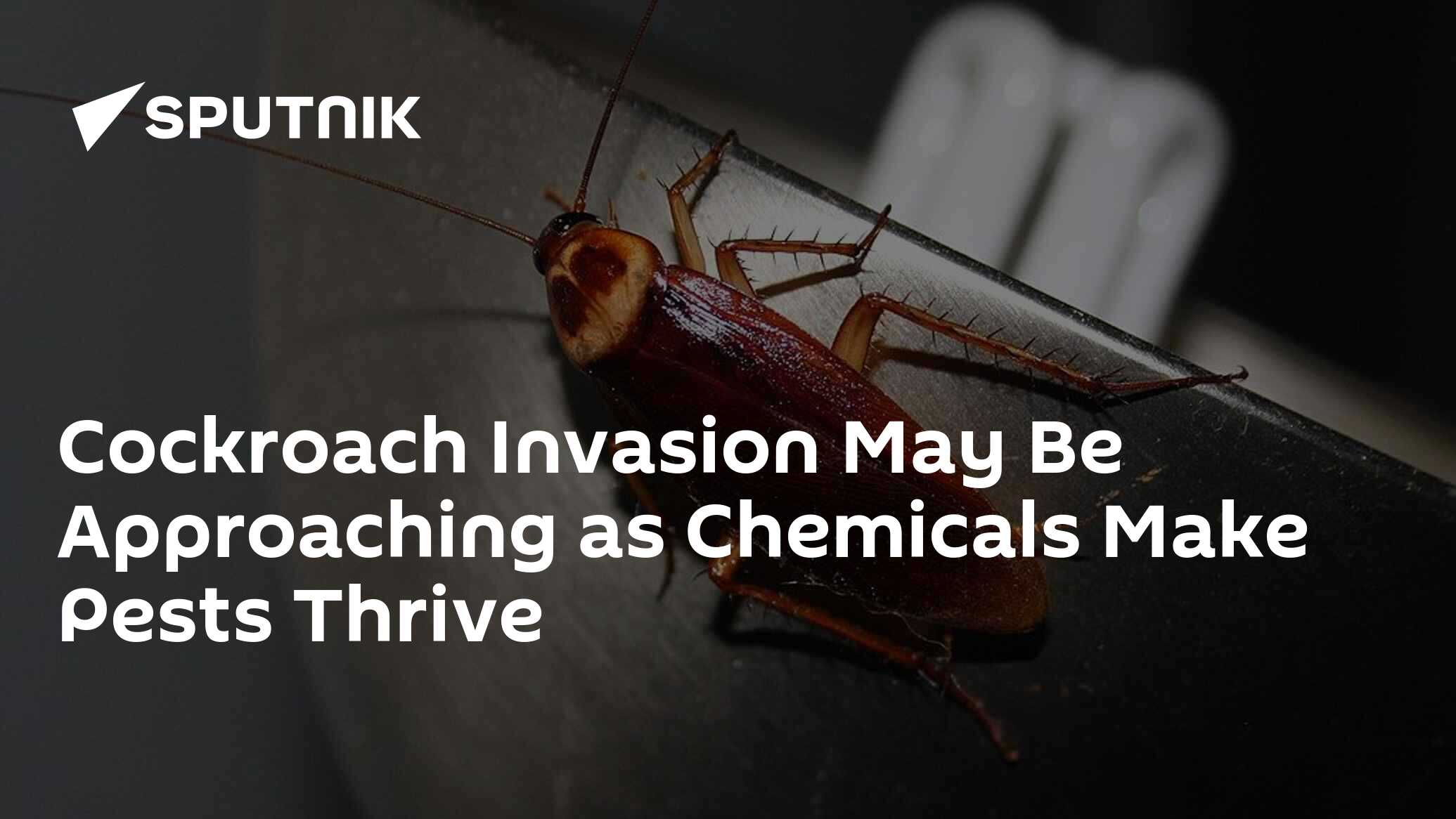 Cockroach Invasion May Be Approaching as Chemicals Make Pests Thrive ...
