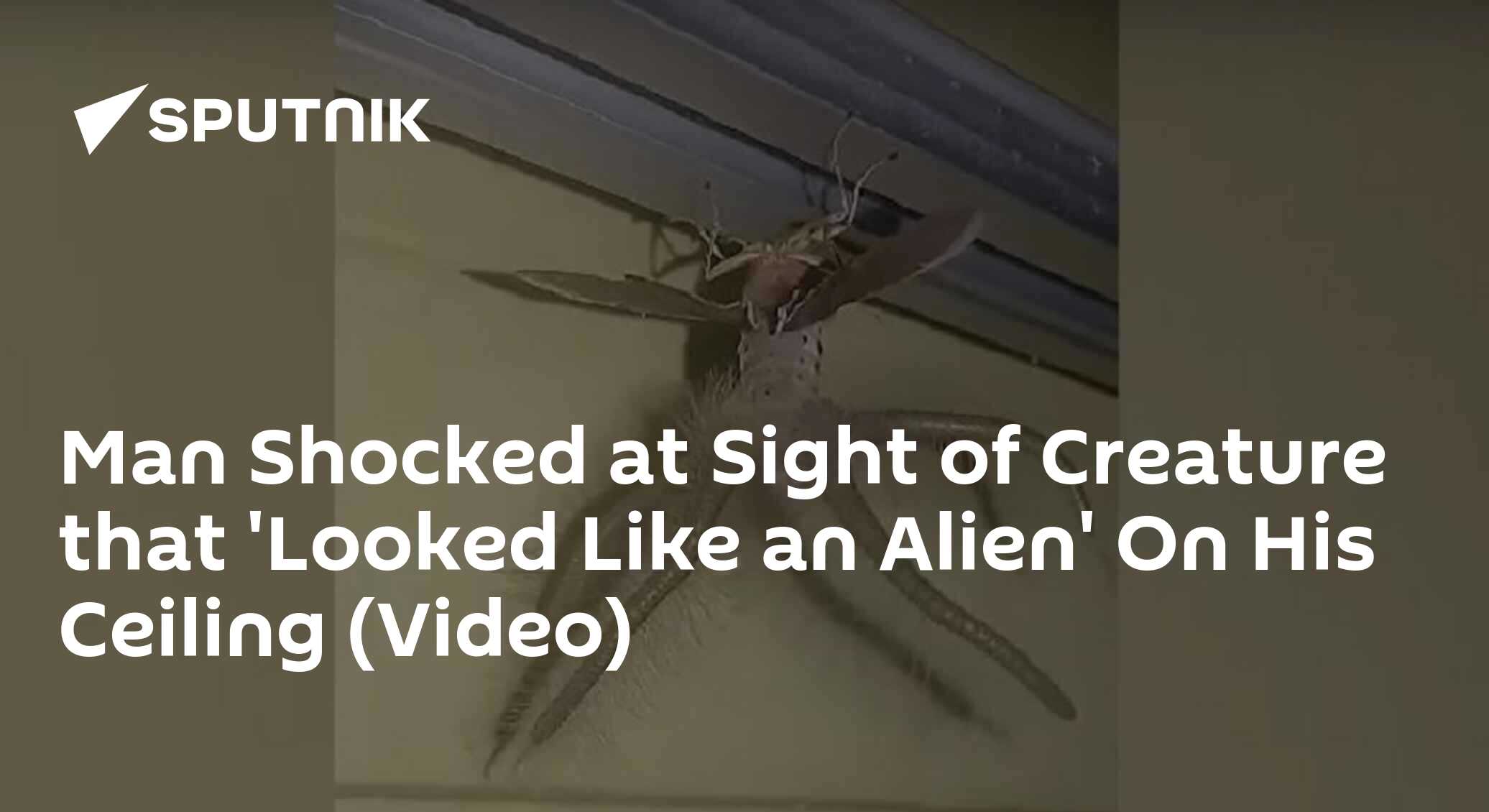 Man Shocked at Sight of Creature that 'Looked Like an Alien' On His ...