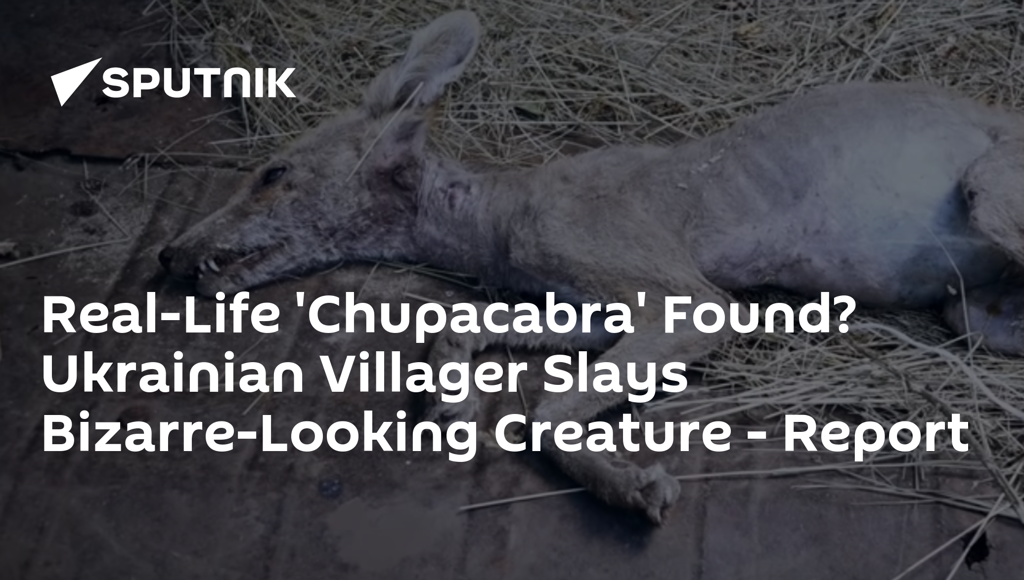 Real-Life 'Chupacabra' Found? Ukrainian Villager Slays Bizarre-Looking ...