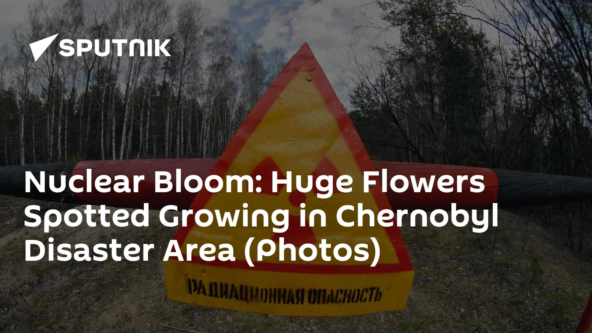Nuclear Bloom: Huge Flowers Spotted Growing in Chernobyl Disaster Area ...