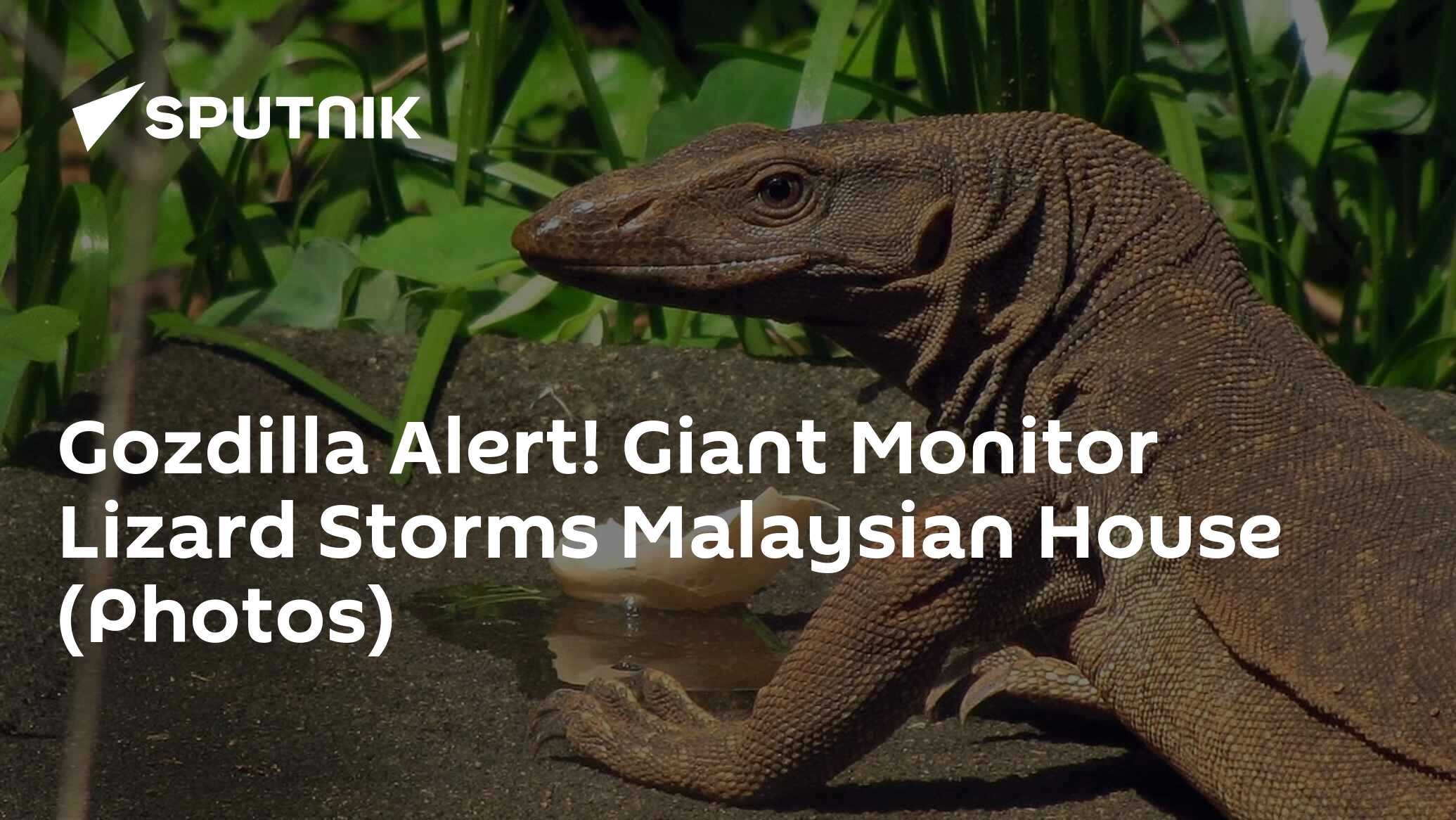 Gozdilla Alert! Giant Monitor Lizard Storms Malaysian House (Photos)