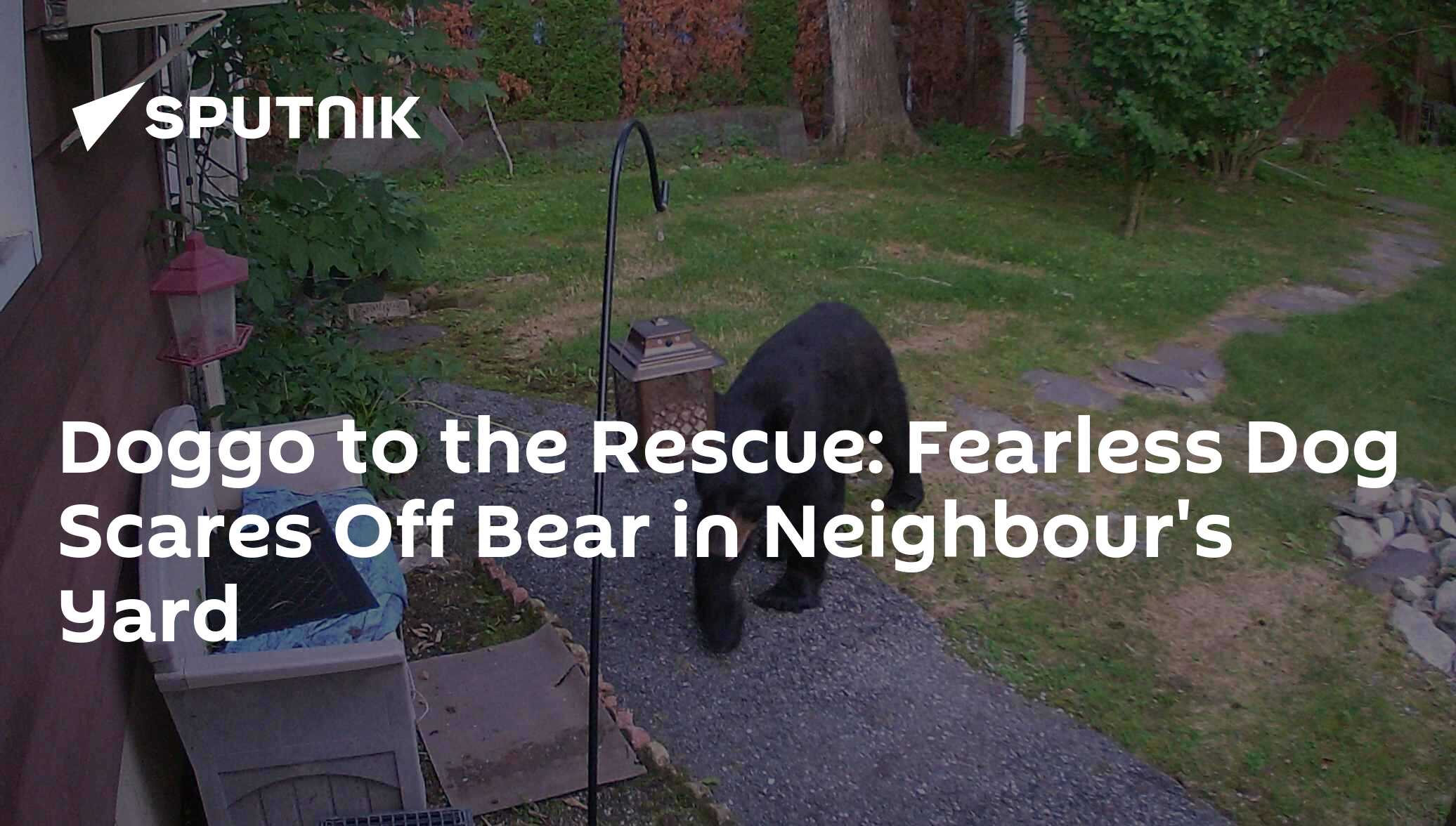 Doggo to the Rescue: Fearless Dog Scares Off Bear in Neighbour's Yard ...