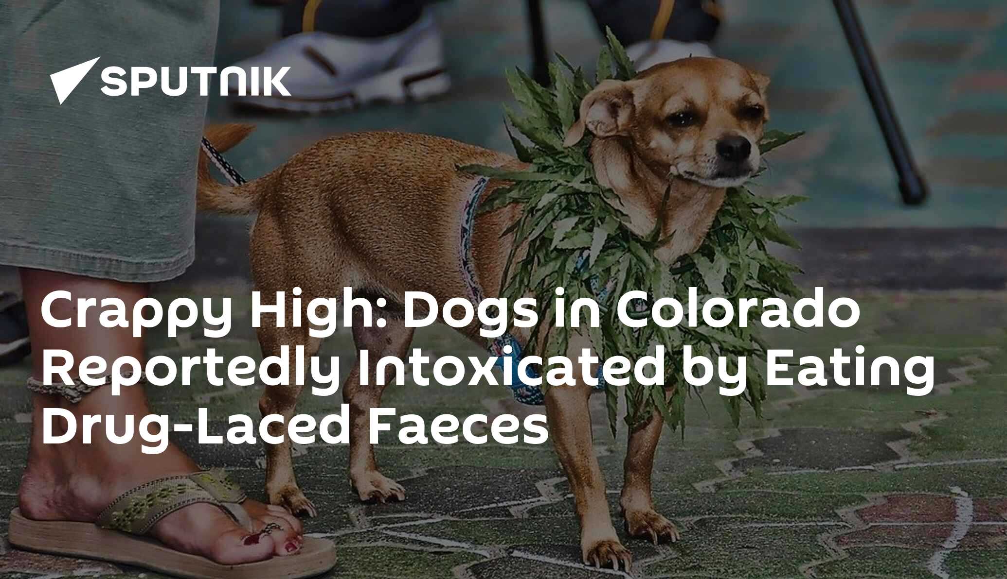 Crappy High: Dogs in Colorado Reportedly Intoxicated by Eating Drug ...