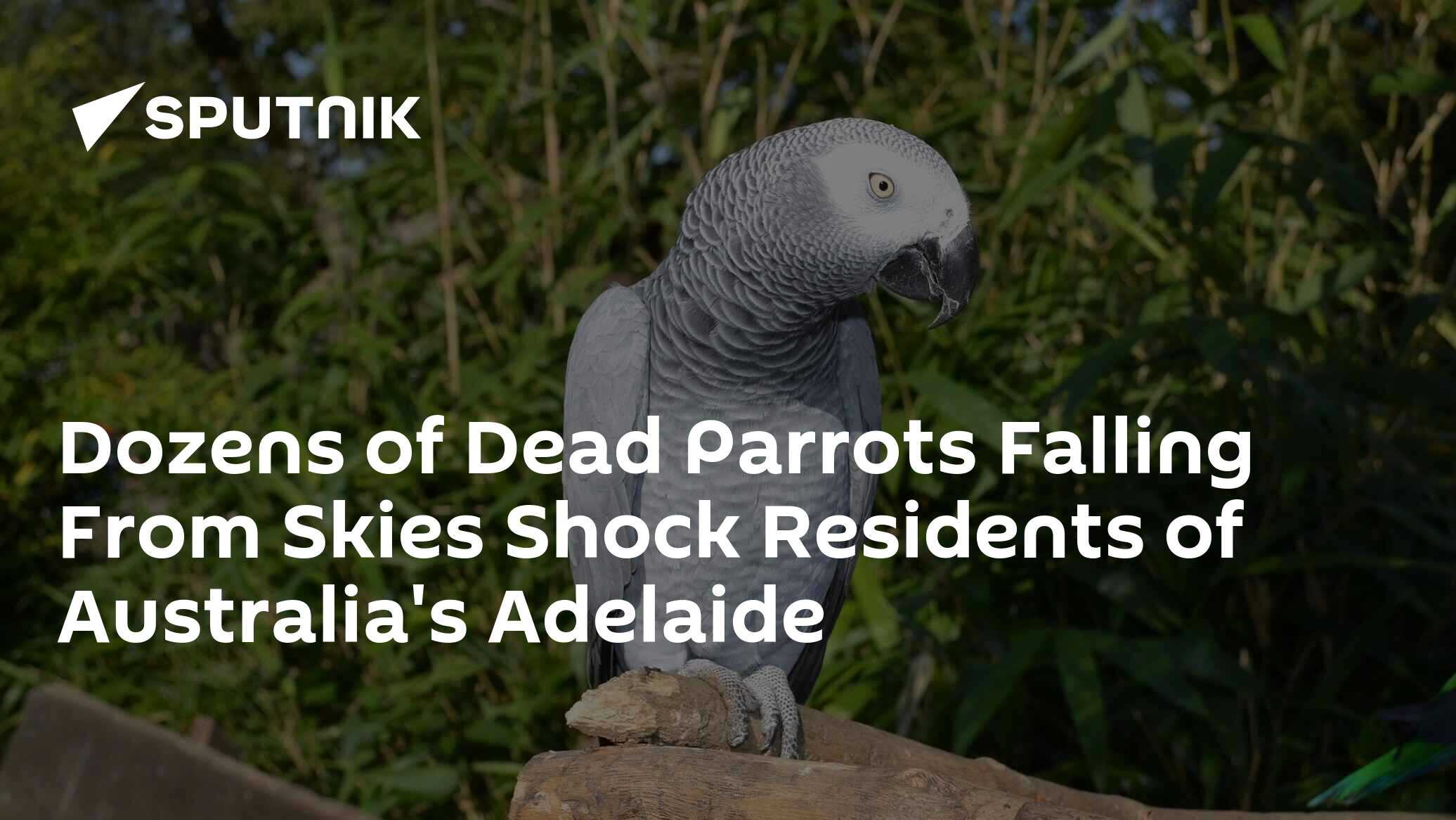 Dozens of Dead Parrots Falling From Skies Shock Residents of Australia ...