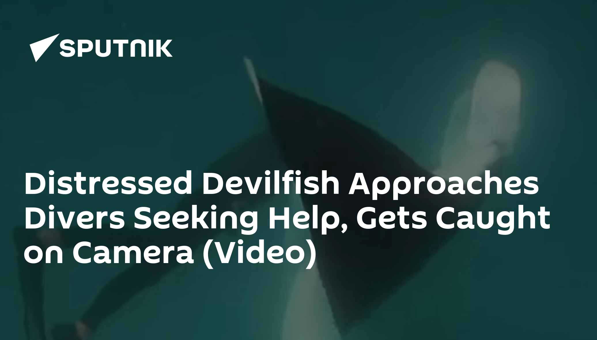 Distressed Devilfish Approaches Divers and Gets Caught on Camera (Video)