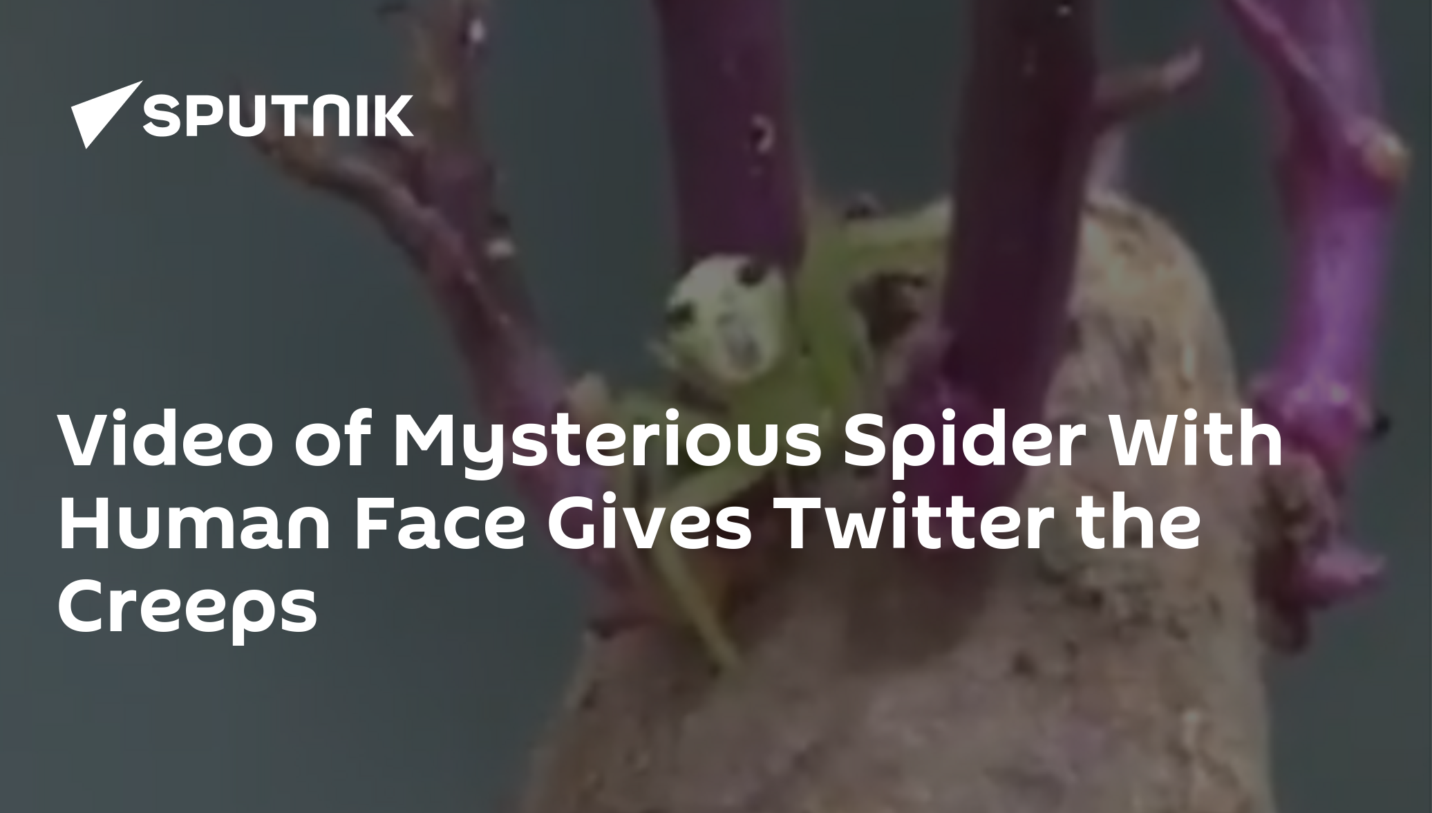 Video of Mysterious Spider With Human Face Gives Twitter the Creeps ...
