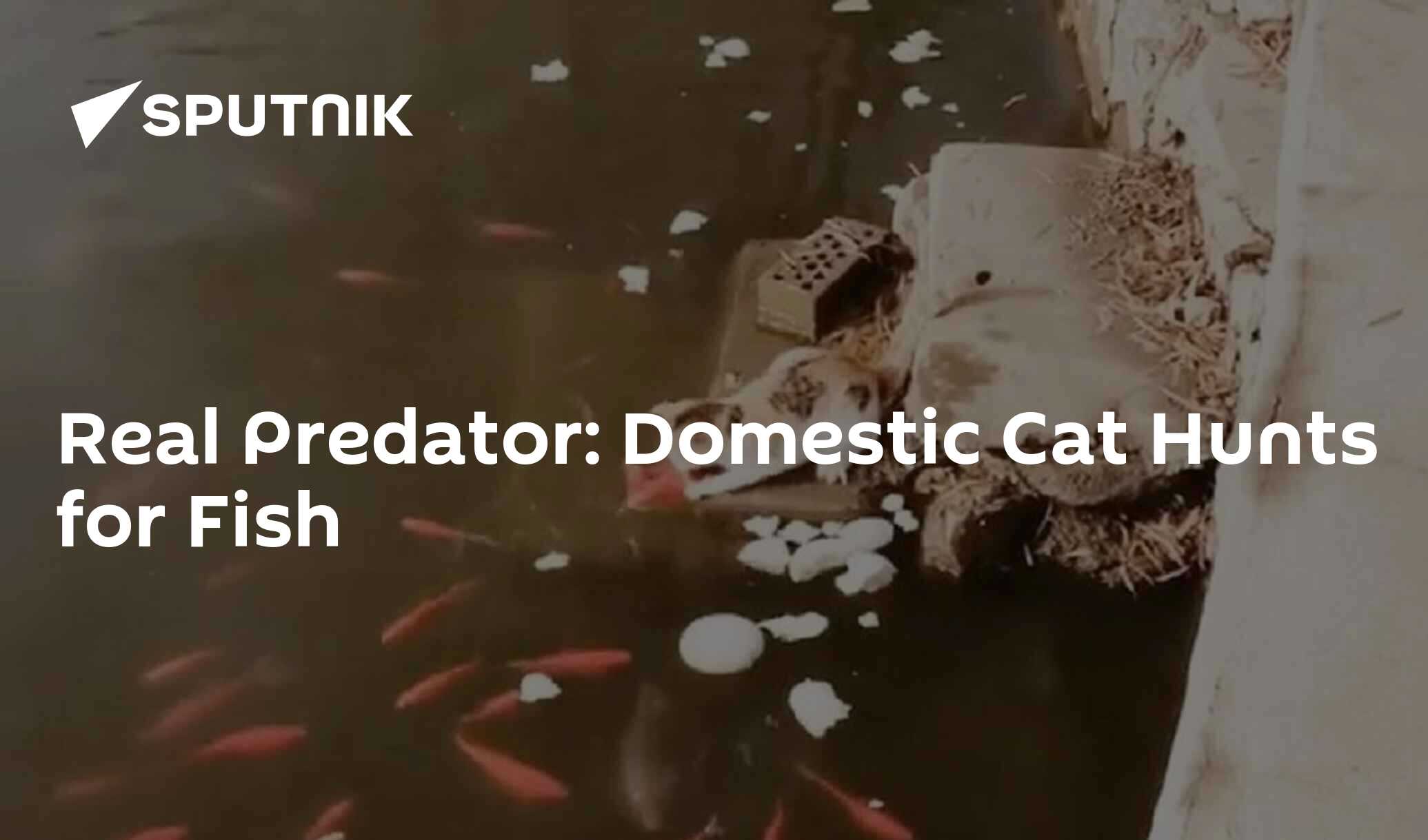 Real Predator: Domestic Cat Hunts for Fish - 22.07.2019, Sputnik ...