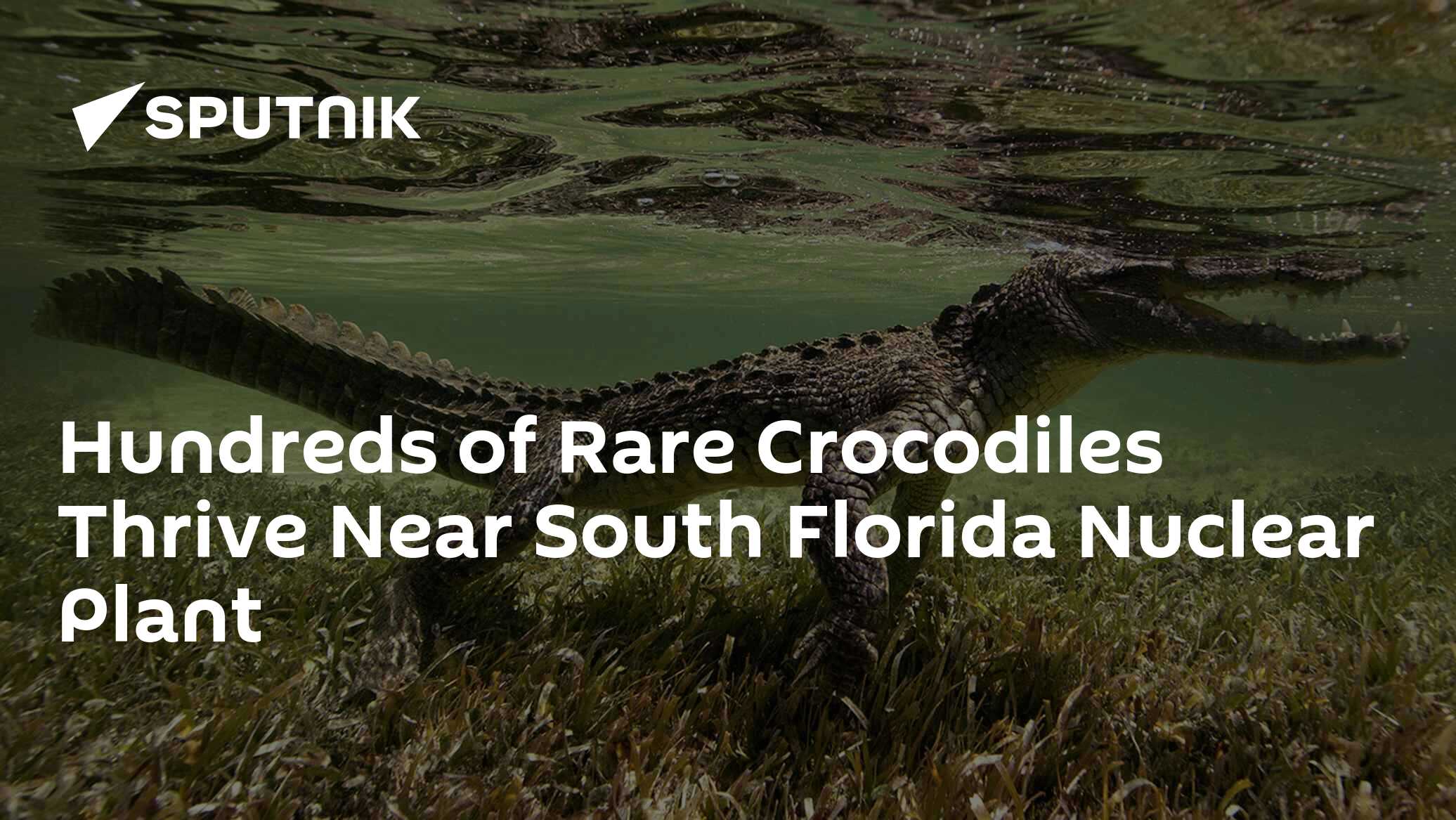Hundreds of Rare Crocodiles Thrive Near South Florida Nuclear Plant