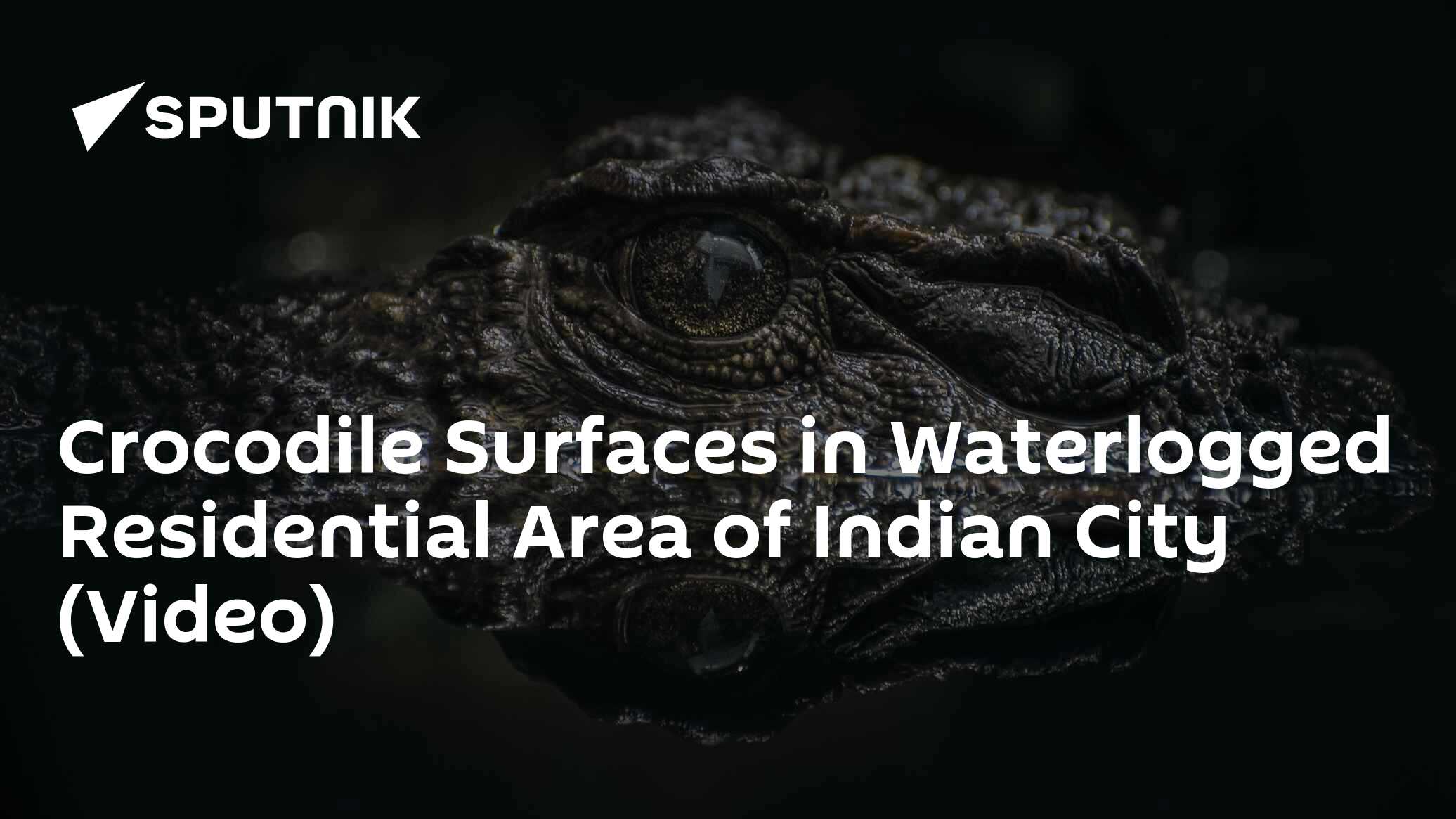 Crocodile Surfaces in Waterlogged Residential Area of Indian City (Video) - 01.08.2019, Sputnik ...