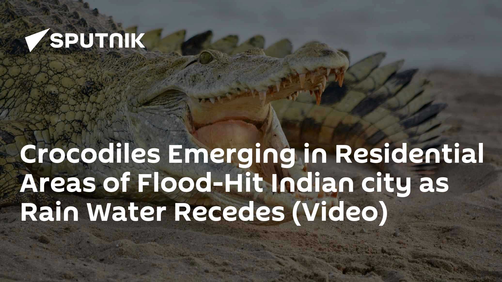 Crocodiles Emerging in Residential Areas of Flood-Hit Indian city as ...