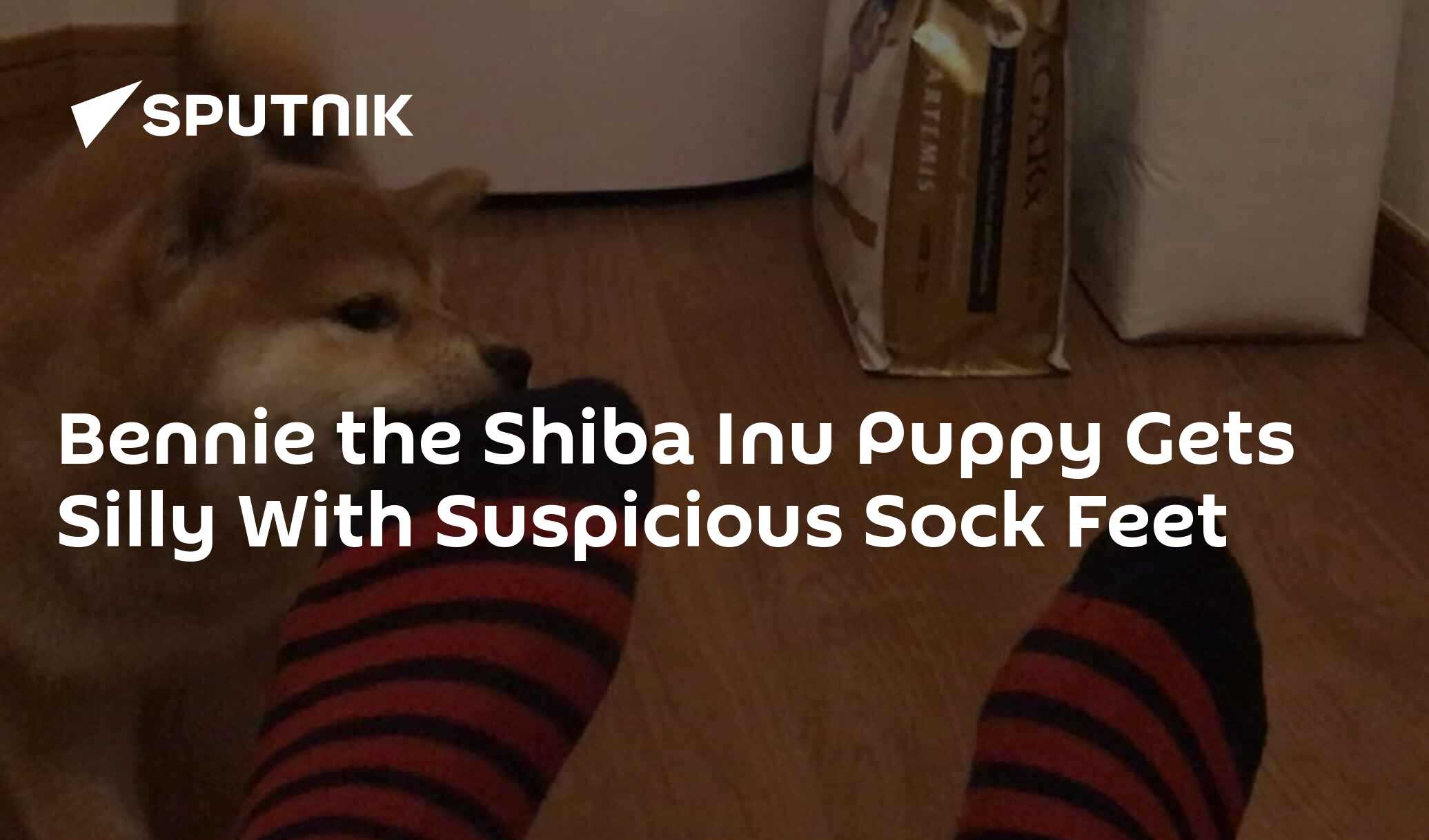 Bennie the Shiba Inu Puppy Gets Silly With Suspicious Sock Feet - 07.08 ...