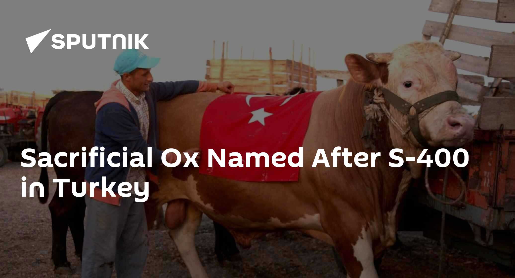 Sacrificial Ox Named After S-400 in Turkey