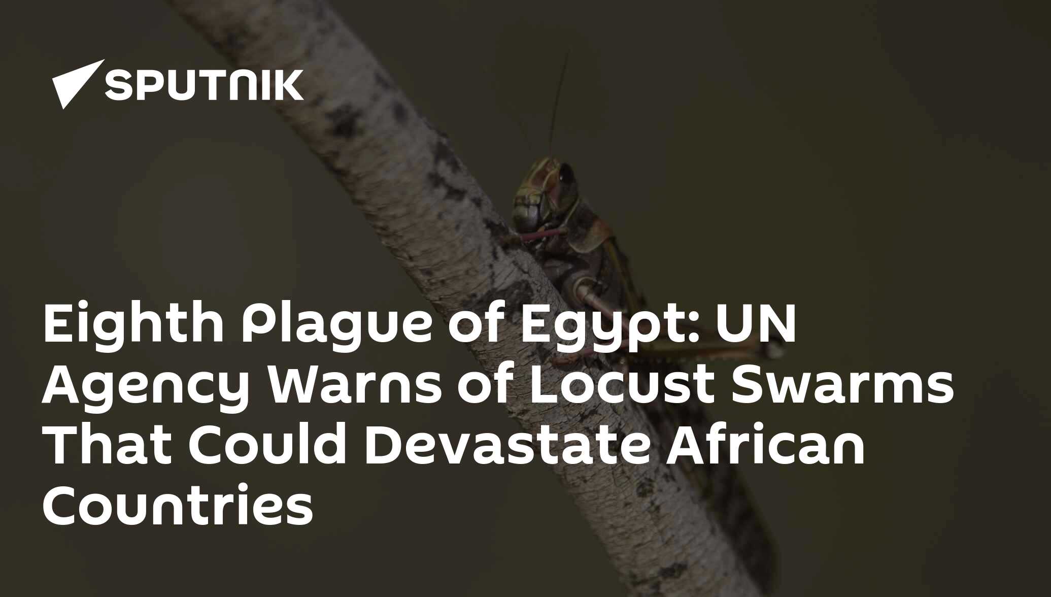 Eighth Plague of Egypt: UN Agency Warns of Locust Swarms That Could ...