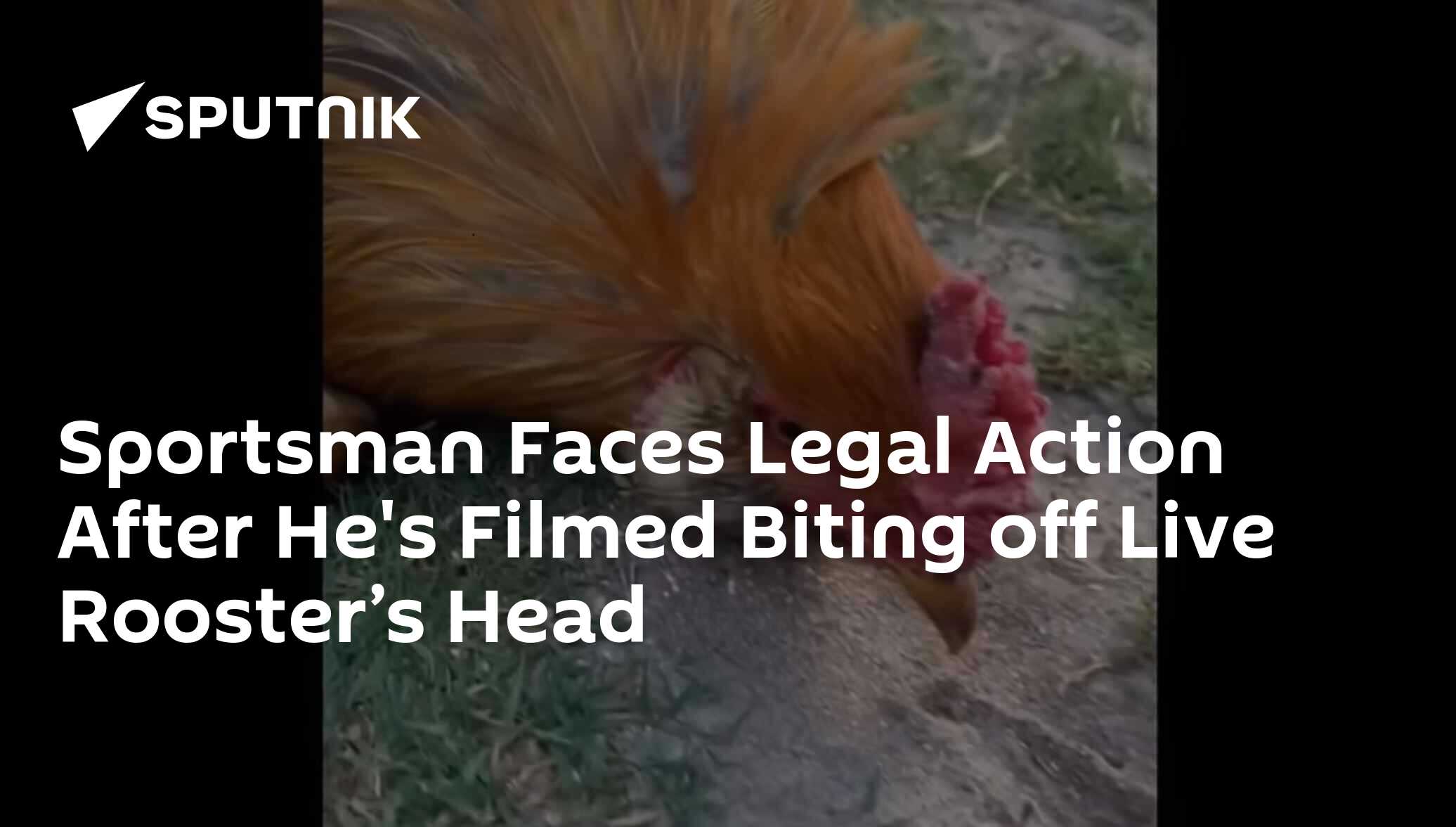 Sportsman Faces Legal Action After He's Filmed Biting off Live Rooster ...