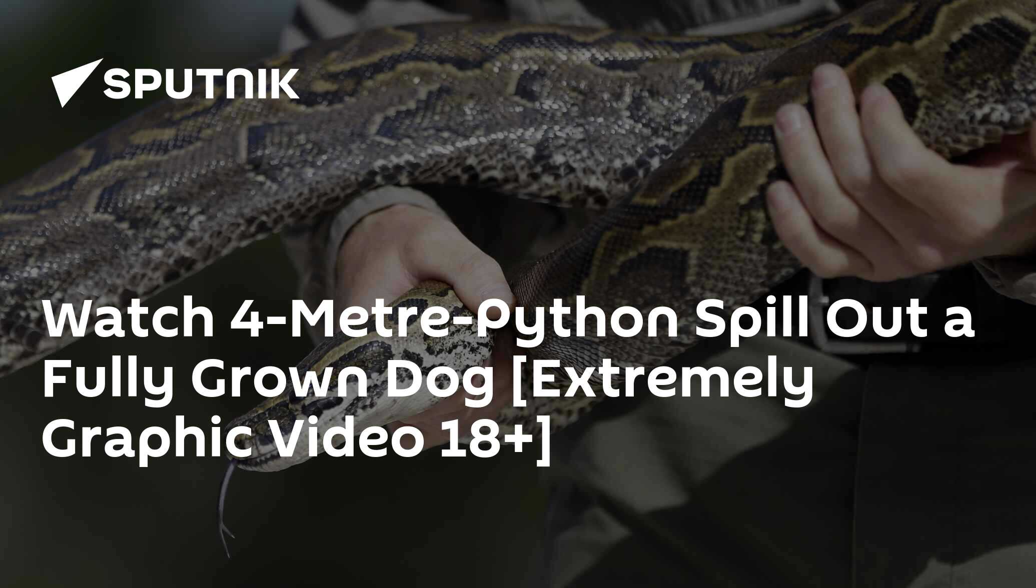 Watch 4-Metre-Python Expelling a Fully Grown Dog [Extremely Graphic ...