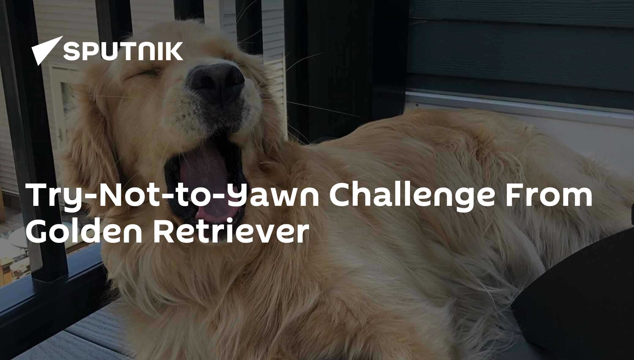 Try-Not-to-Yawn Challenge From Golden Retriever - 26.08.2019, Sputnik ...