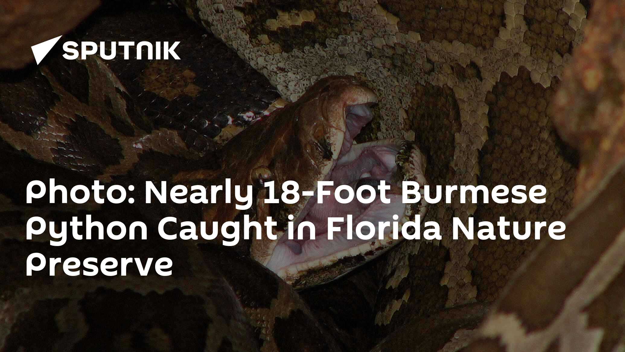 Photo: Nearly 18-Foot Burmese Python Caught in Florida Nature Preserve ...