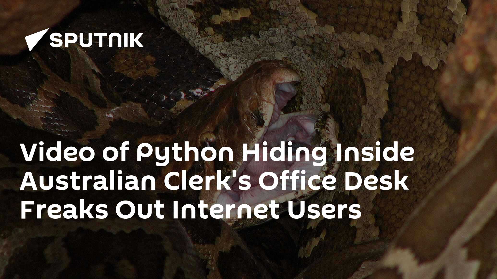 Video of Python Hiding Inside Australian Clerk's Office Desk Freaks Out ...