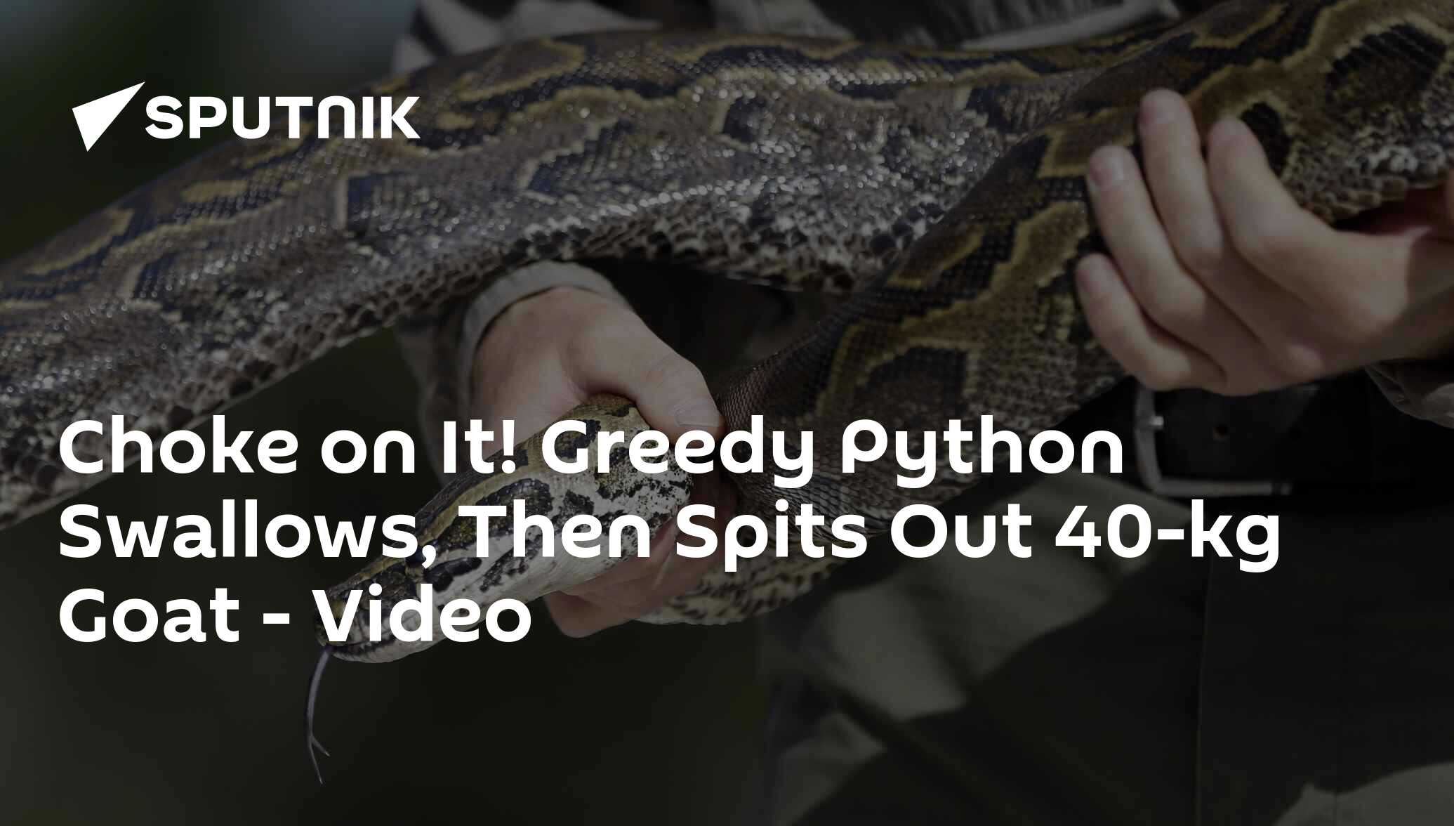 Choke on It! Greedy Python Swallows, Then Spits Out 40-kg Goat - Video